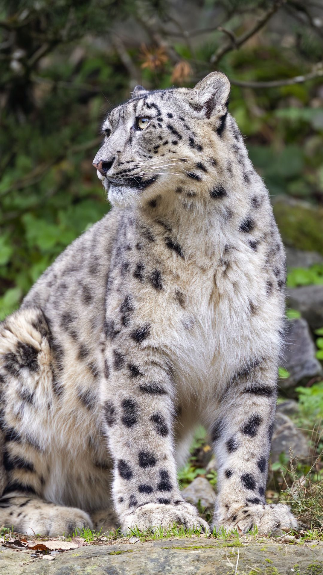 Download wallpaper 1080x1920 irbis, predator, big cat, animal, pose ...