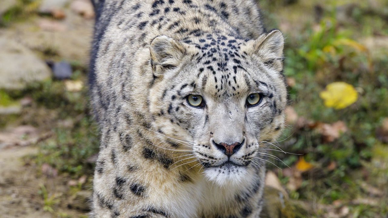 Wallpaper irbis, animal, predator, big cat, glance hd, picture, image