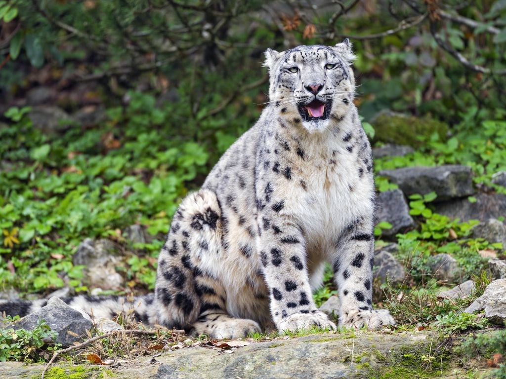 Download wallpaper 1024x768 irbis, protruding tongue, predator, big cat ...