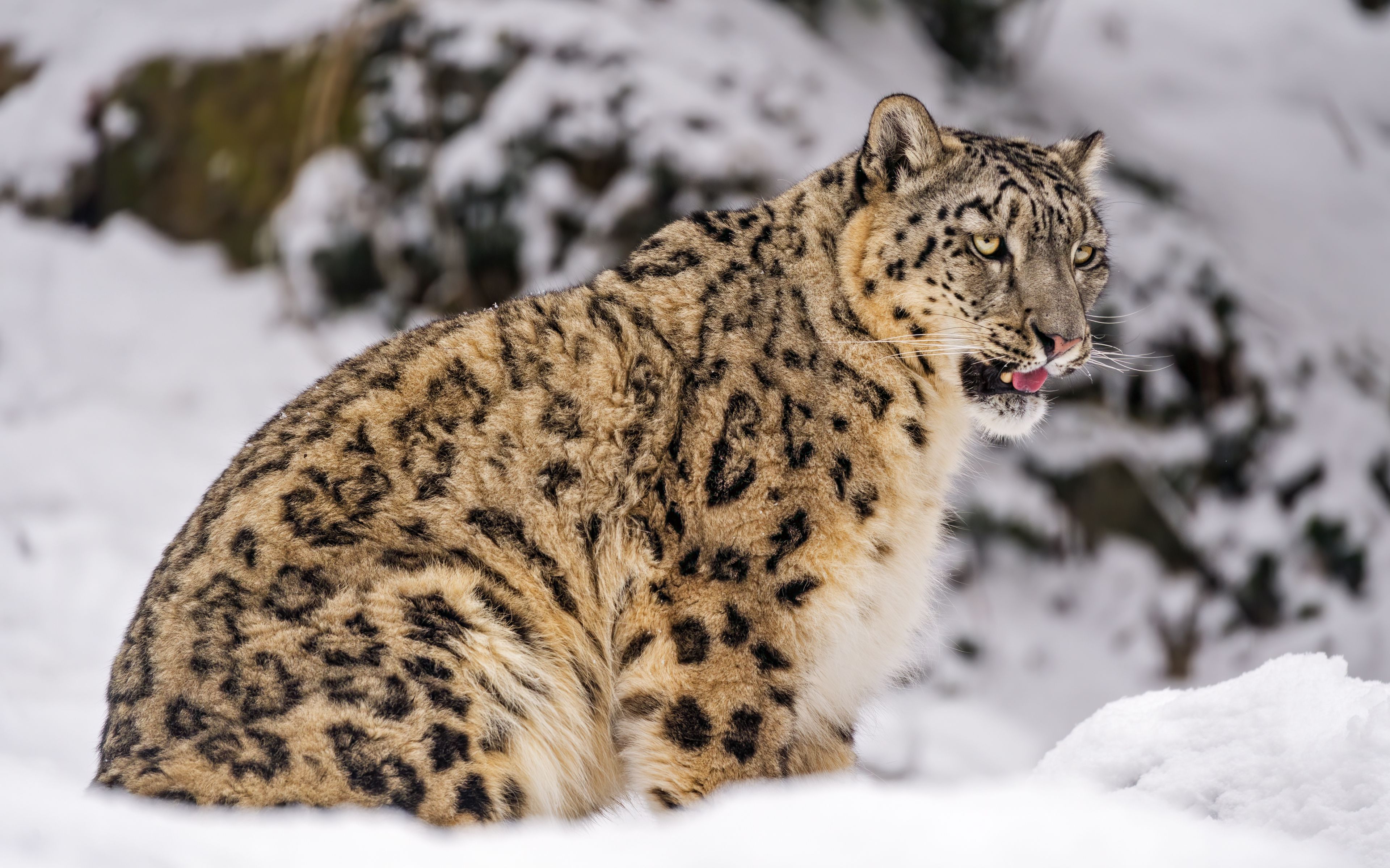 Download wallpaper 3840x2400 irbis, snow, animal, predator 4k ultra hd 16:10 hd background