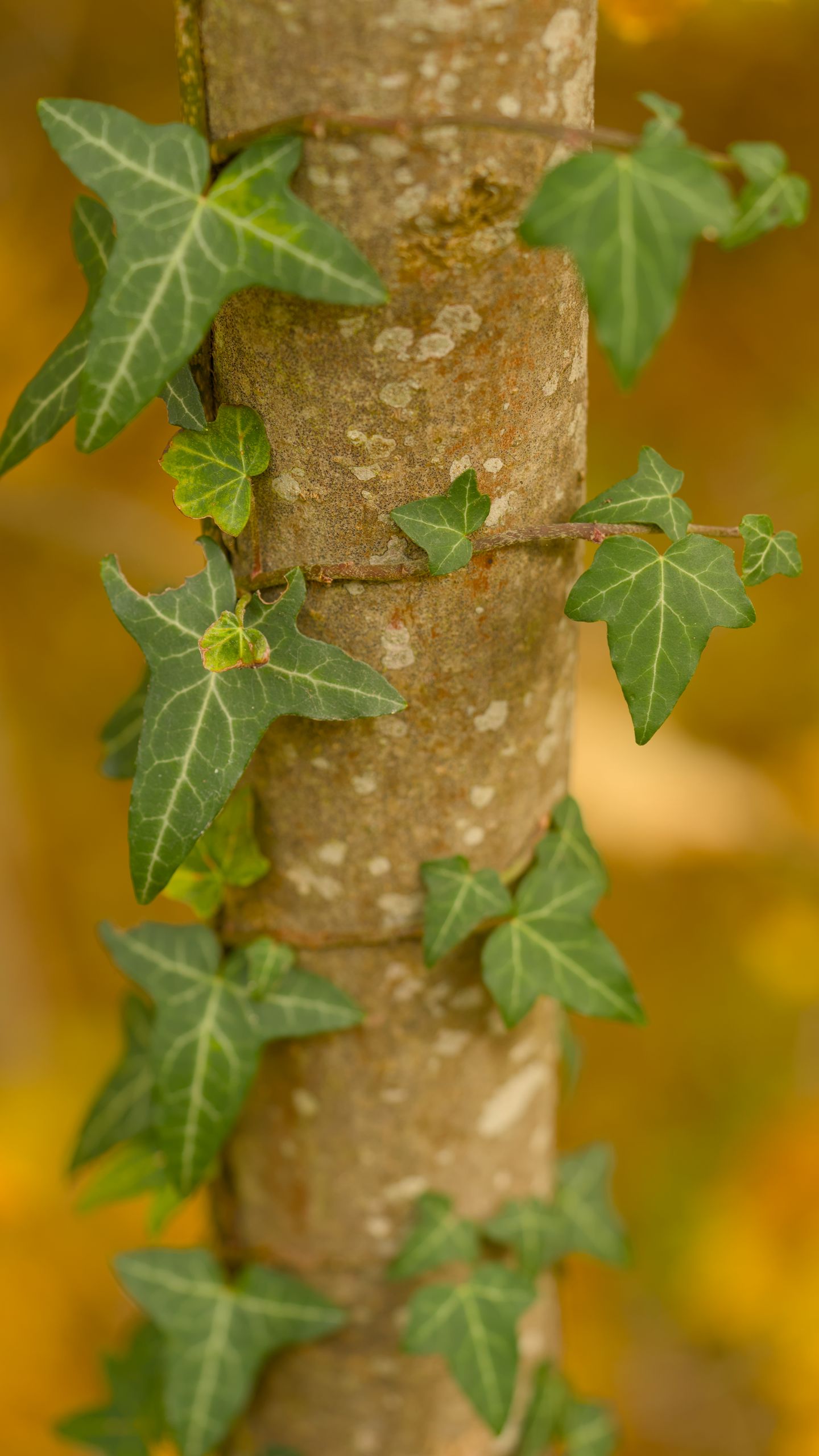 Download wallpaper 1440x2560 ivy, plant, leaves, macro, blur qhd ...