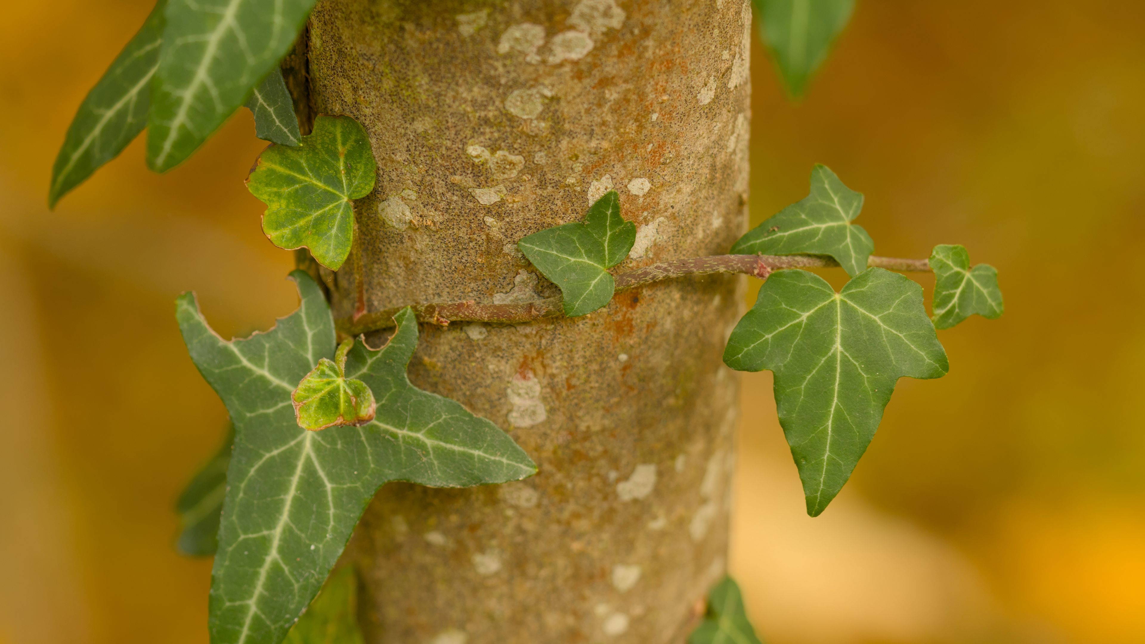Download wallpaper 3840x2160 ivy, plant, leaves, macro, blur 4k uhd 16: ...