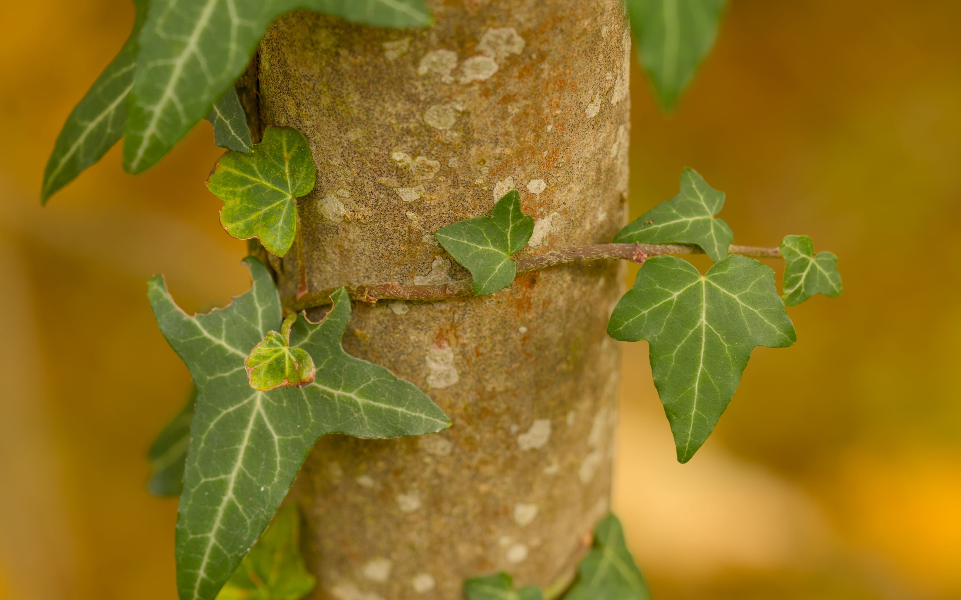 Download wallpaper 3840x2400 ivy, plant, leaves, macro, blur 4k ultra ...