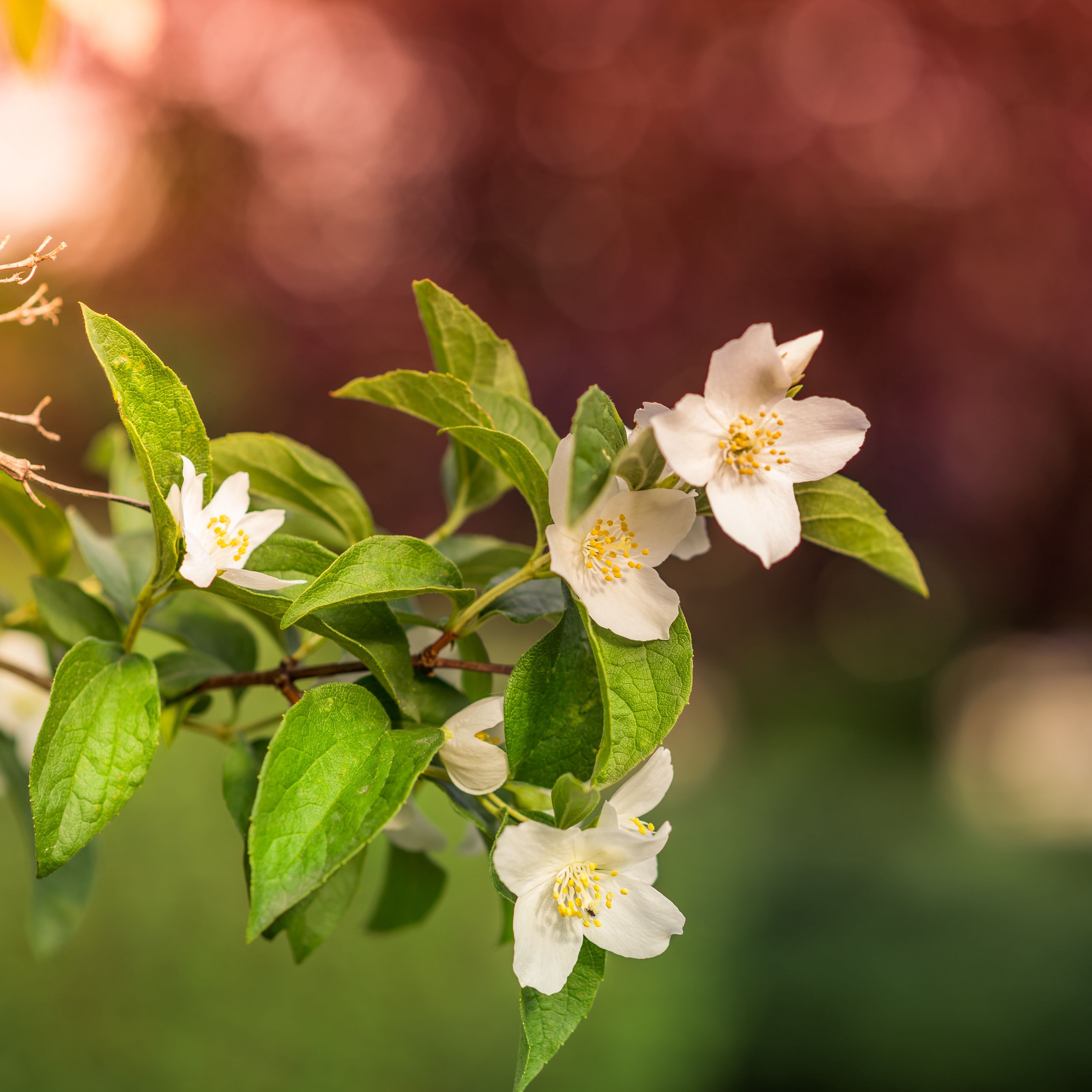 Download wallpaper 2780x2780 jasmine, flowers, leaves, branch ipad air ...