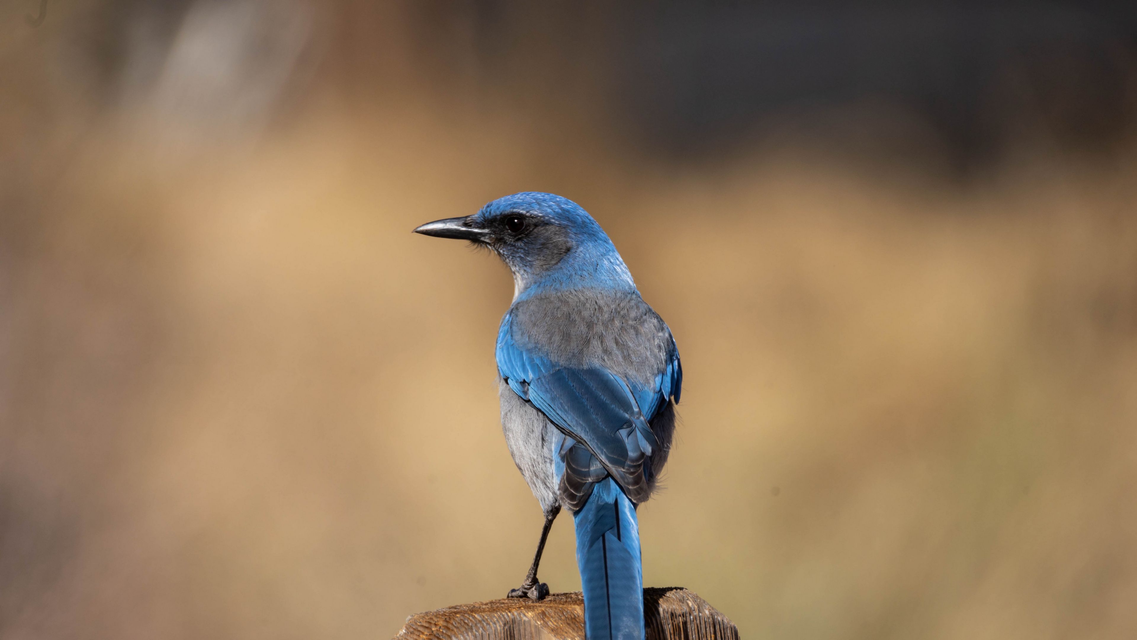 Download wallpaper 3840x2160 jay, bird, feathers, blue, beak 4k uhd 16: ...