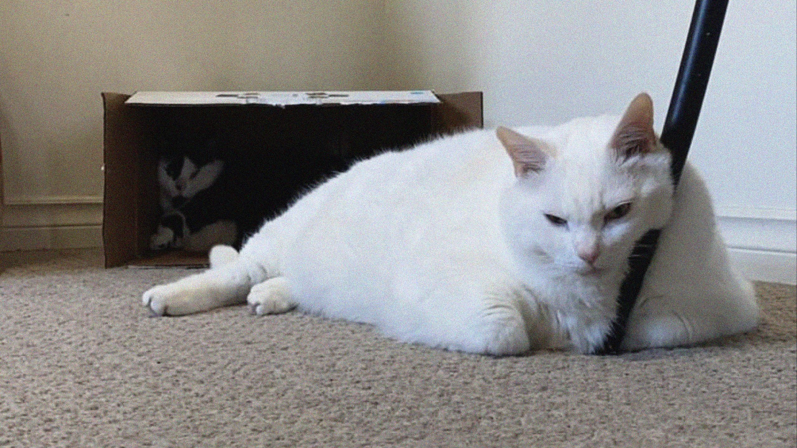 Download wallpaper 2560x1440 king duncan, fat cat, cat, pet, glance ...