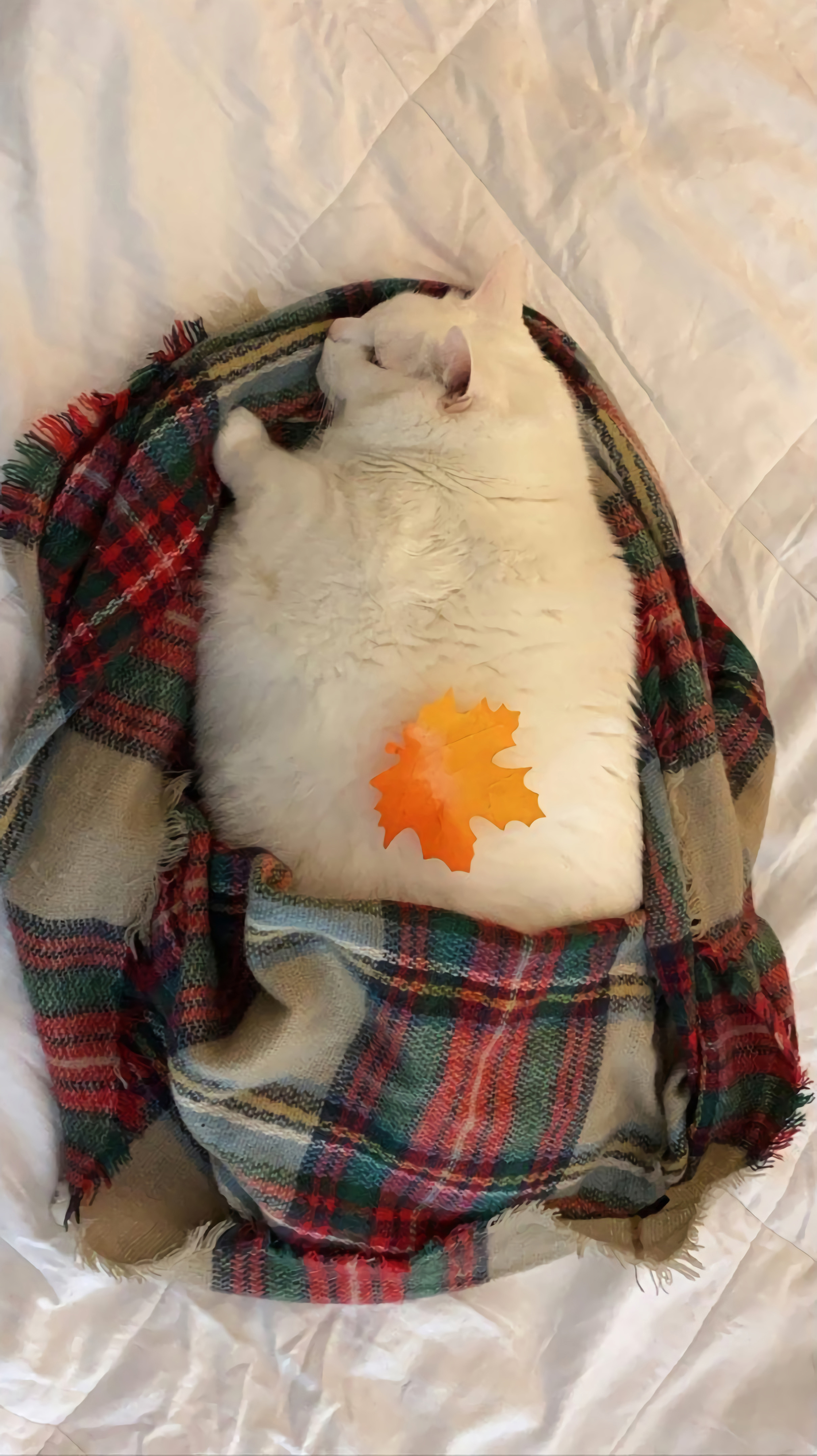 Download wallpaper 2420x4311 king duncan, fat cat, cat, plaid, autumn ...
