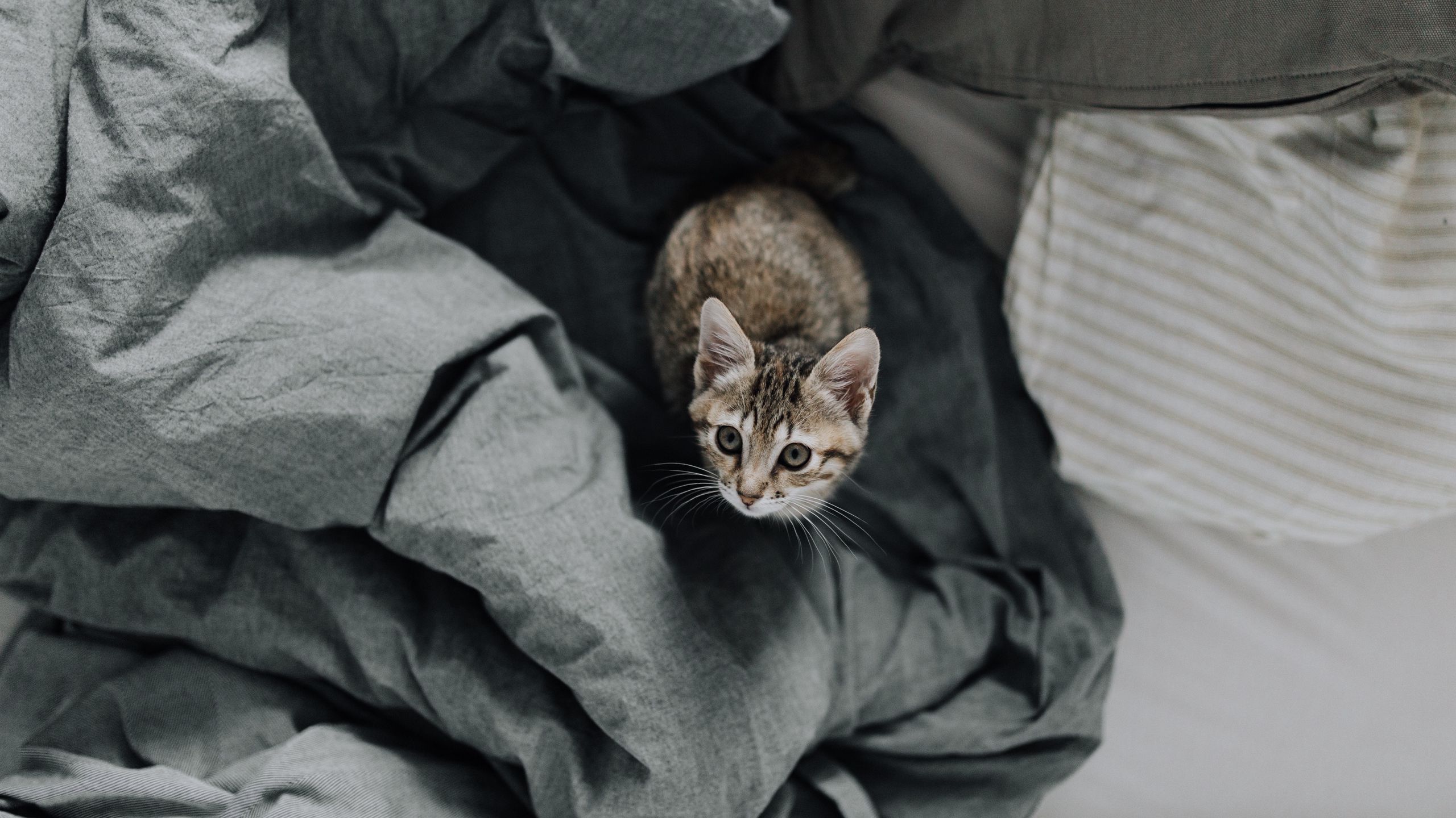 Download wallpaper 2560x1440 kitten, bed, cat, look widescreen 16:9 hd ...