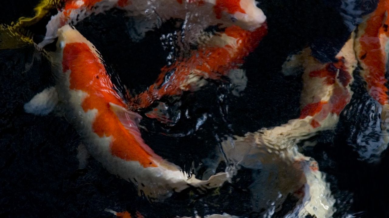 Wallpaper koi, carps, water, fish hd, picture, image