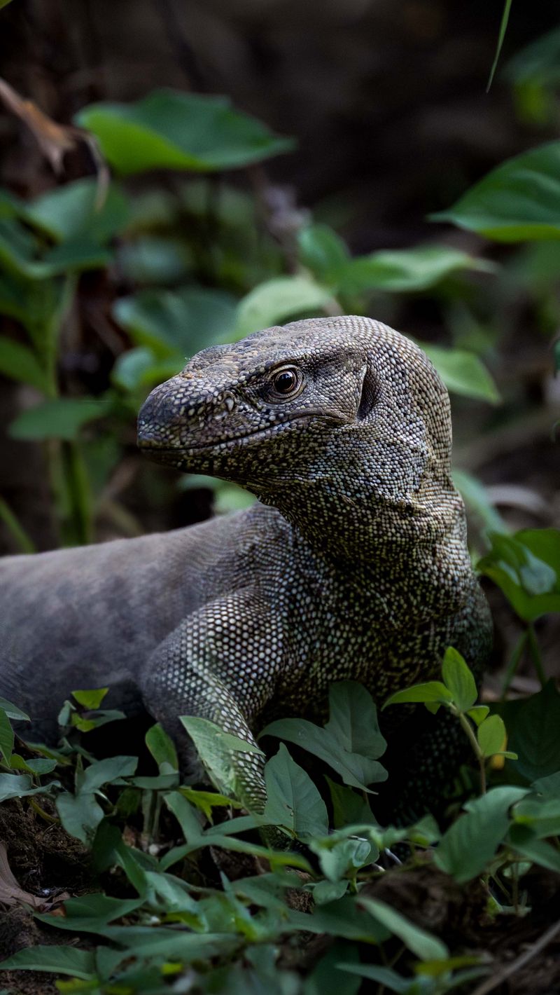 Download wallpaper 800x1420 komodo dragon, monitor lizard, reptile ...