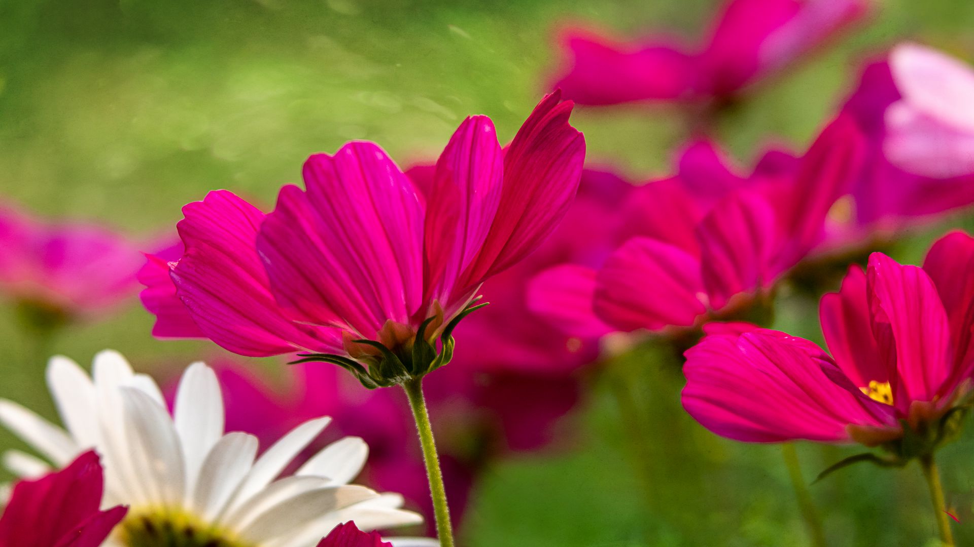 Download wallpaper 1920x1080 kosmeya, flower, petals, pink full hd ...