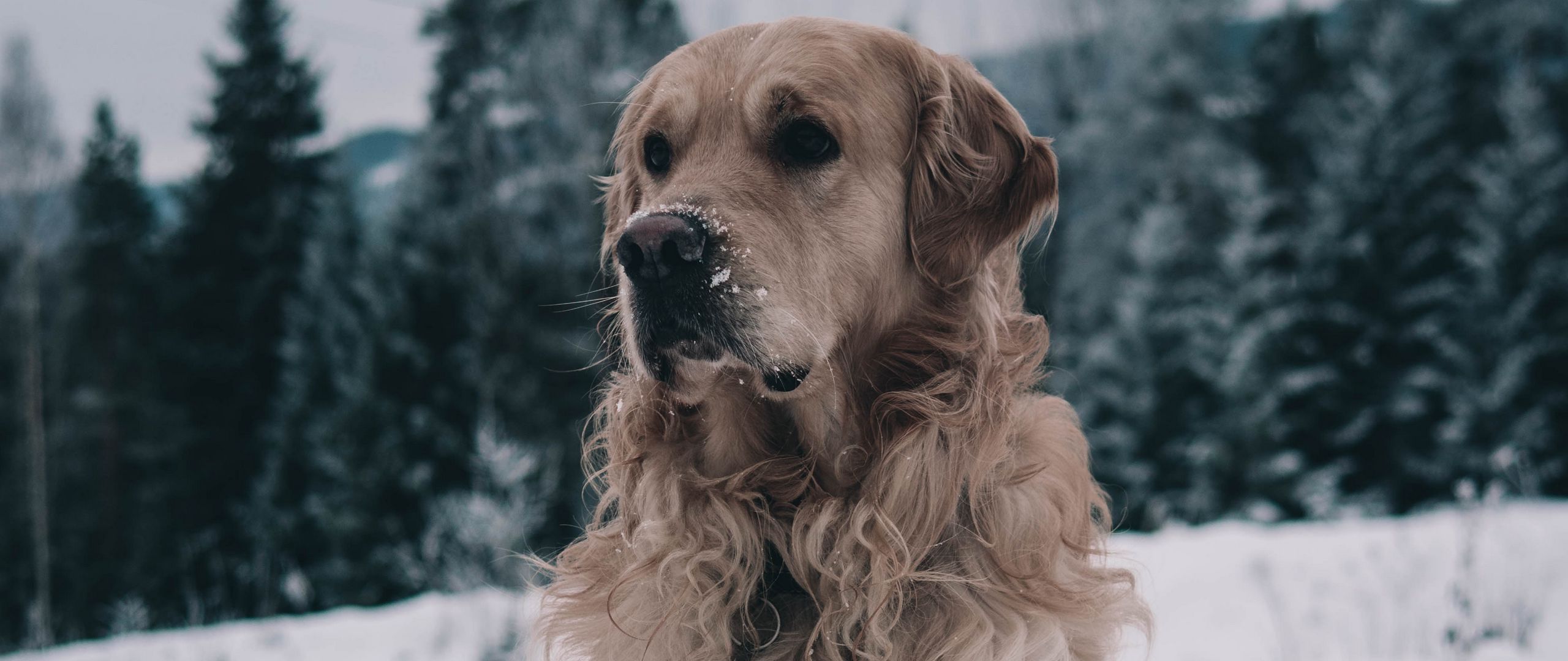 Download wallpaper 2560x1080 labrador, dog, muzzle, winter, snow dual ...