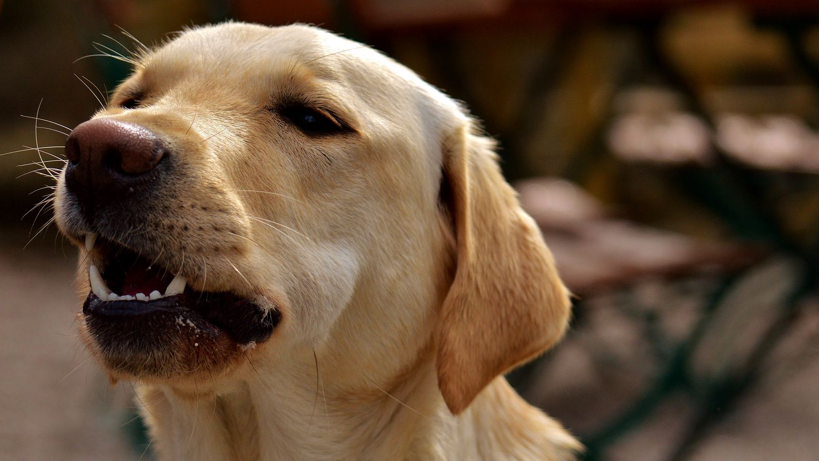 Download wallpaper 1600x900 labrador, teeth, dog, muzzle widescreen 16: ...