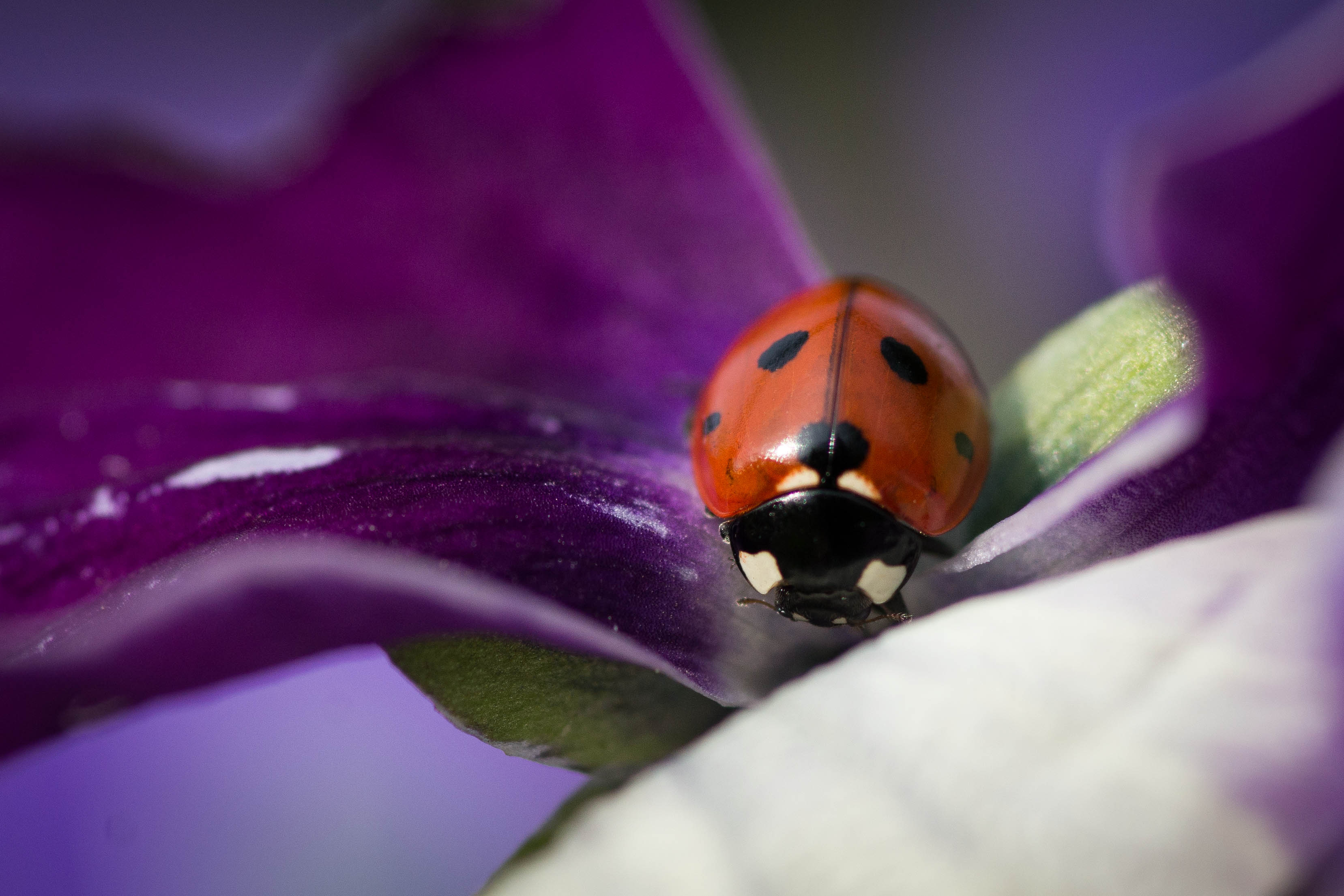 Download wallpaper 3314x2209 ladybug, insect, flower, macro hd background