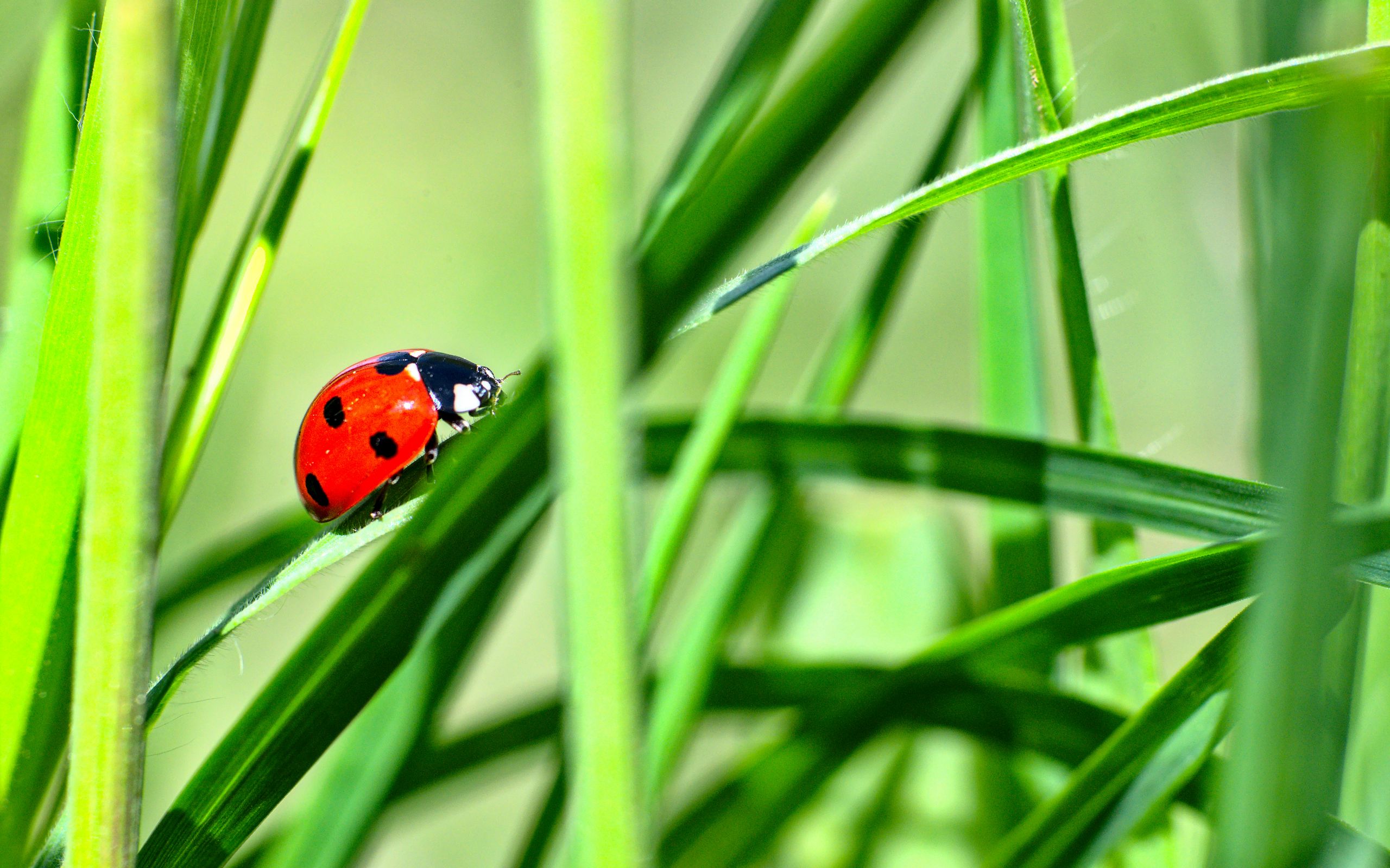 Download wallpaper 2560x1600 ladybug, insect, grass, greenery, macro ...