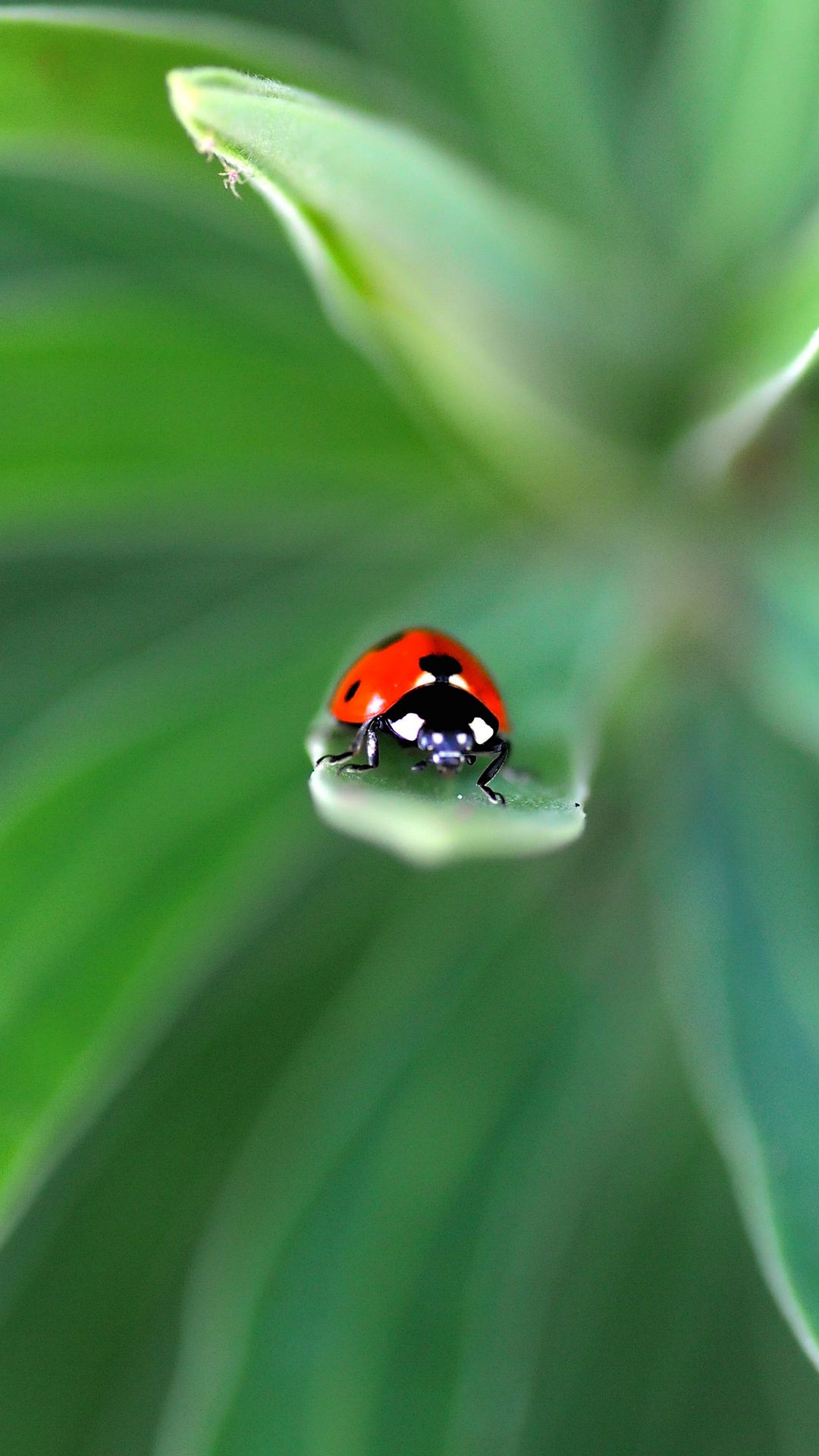 Download wallpaper 1080x1920 ladybug, insect, leaf, macro, red, blur ...