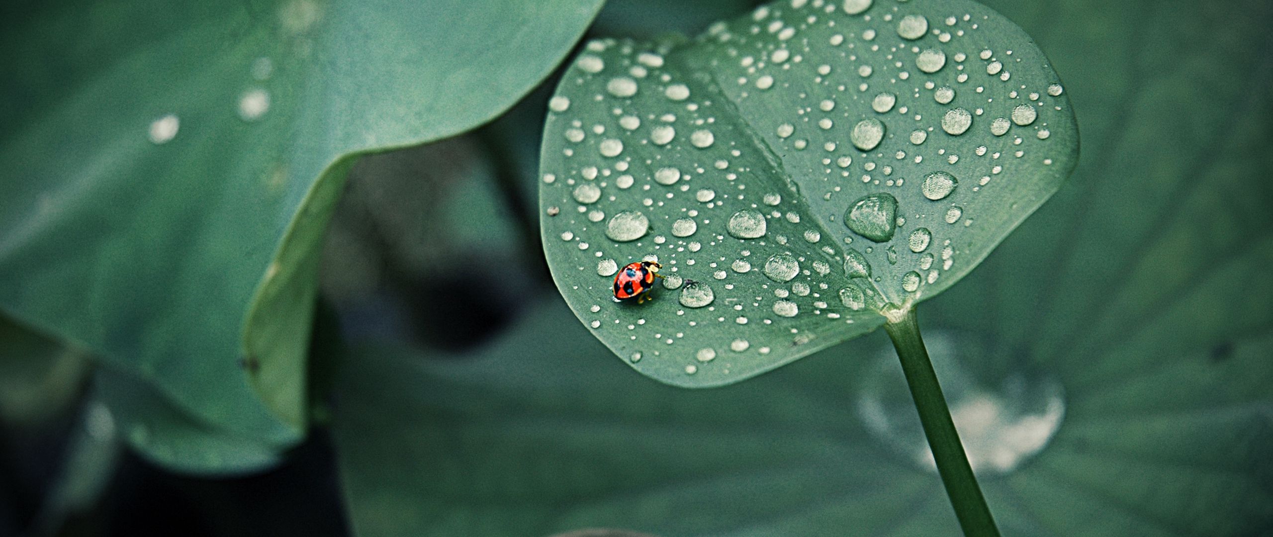 Download Wallpaper 2560x1080 Ladybug Leaf Drops Dew Round Insect