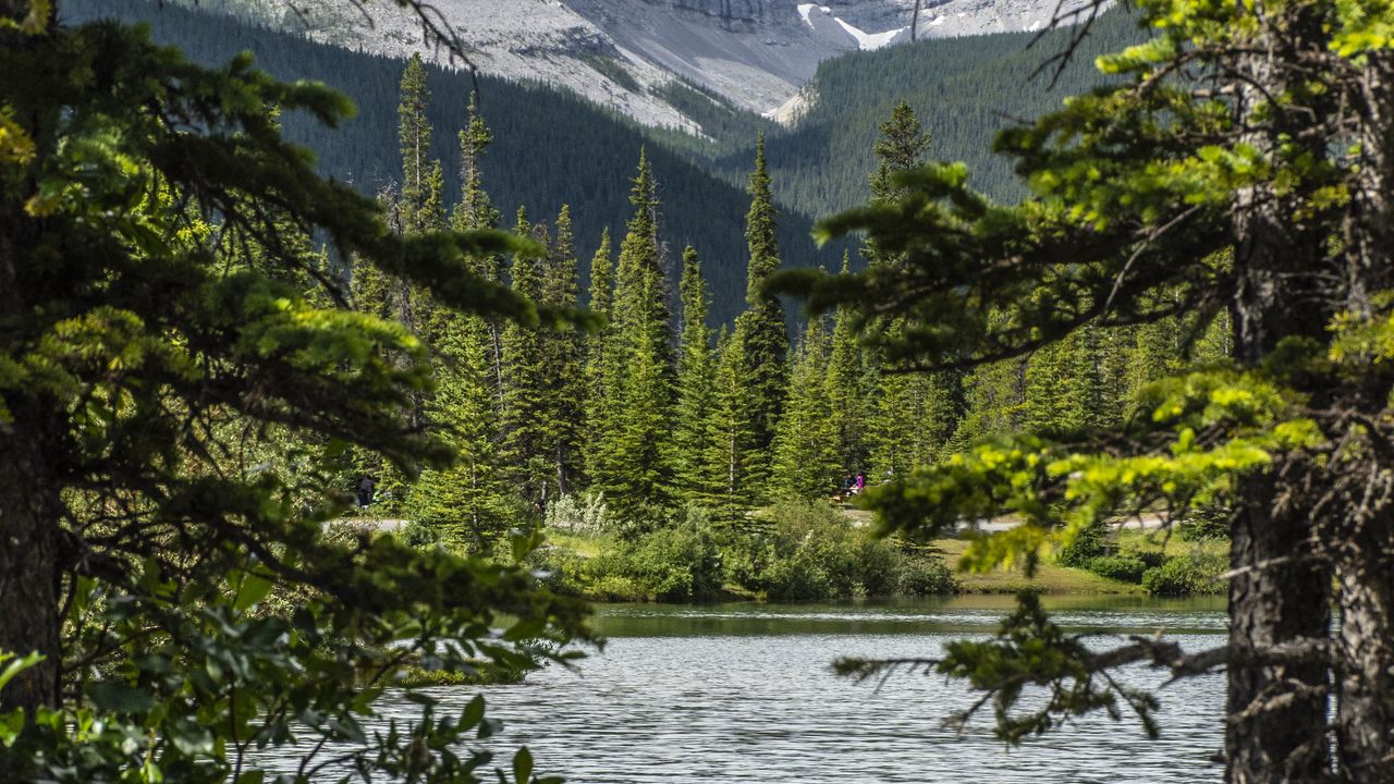 Wallpaper lake, branches, water, mountains, stones hd, picture, image