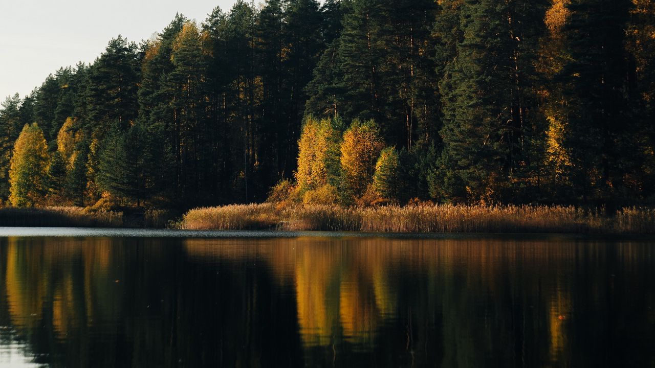 Wallpaper lake, forest, trees, water, reflection hd, picture, image