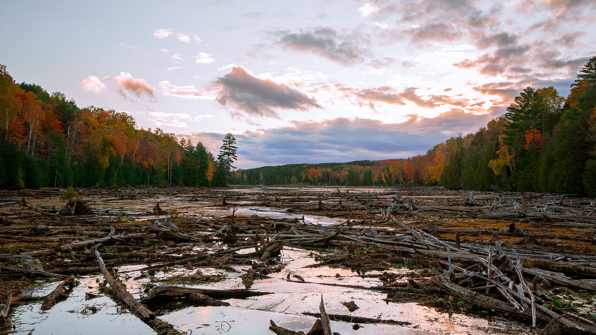Download wallpaper 1920x1080 lake, swamp, logs, forest, trees, autumn ...
