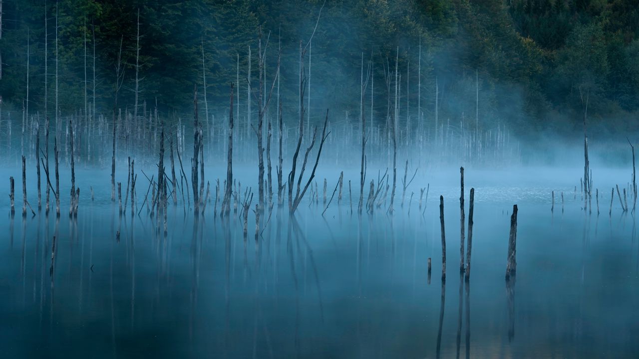 Wallpaper lake, trees, fog, water hd, picture, image