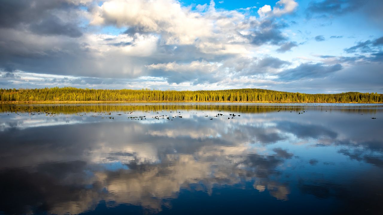Wallpaper lake, trees, forest, reflection hd, picture, image