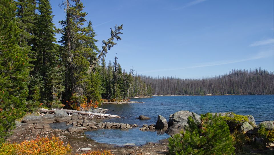 Download wallpaper 960x544 landscape, pond, forest, trees playstation ...