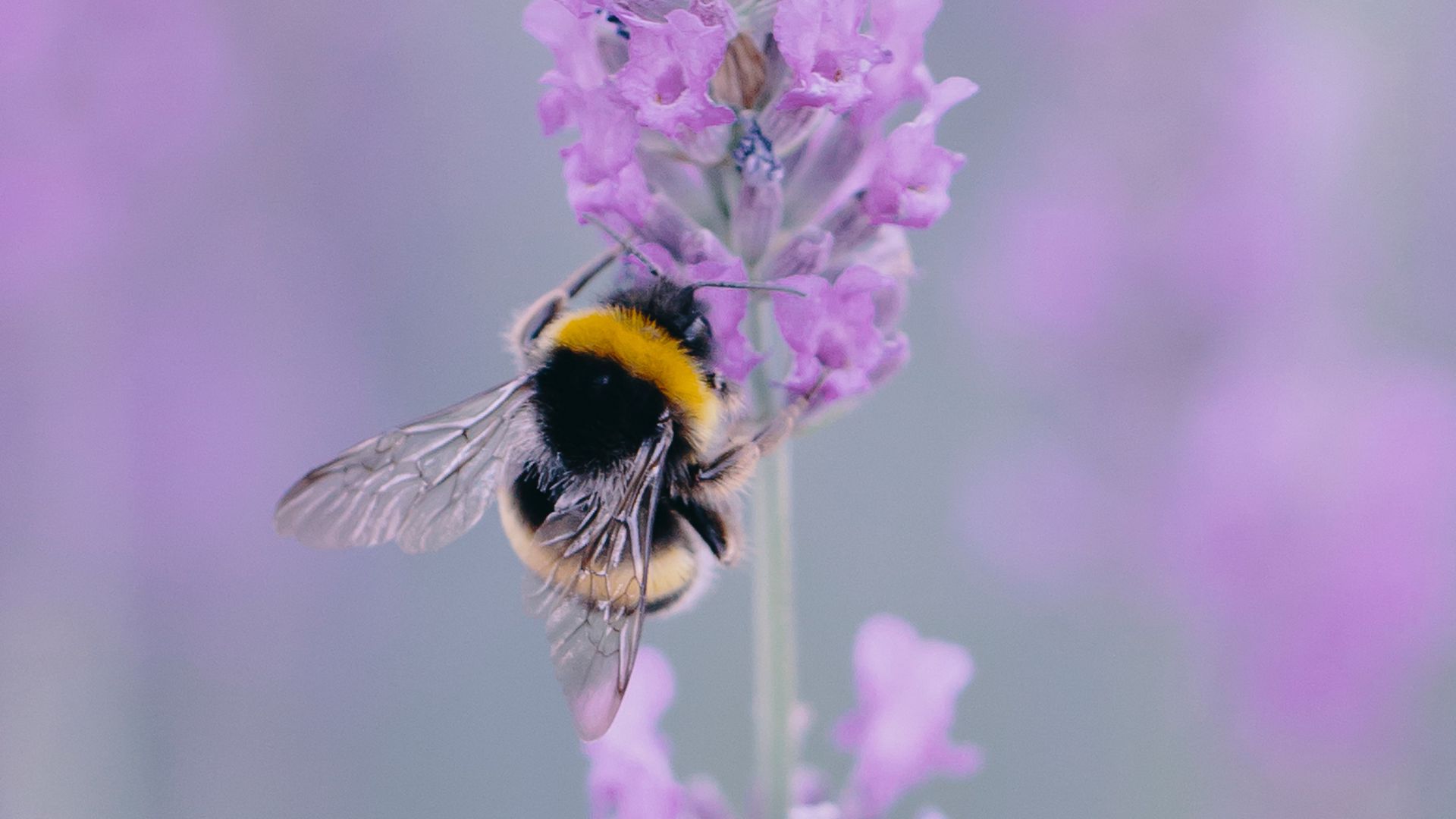 Download wallpaper 1920x1080 lavender, bee, wings, flower full hd, hdtv ...