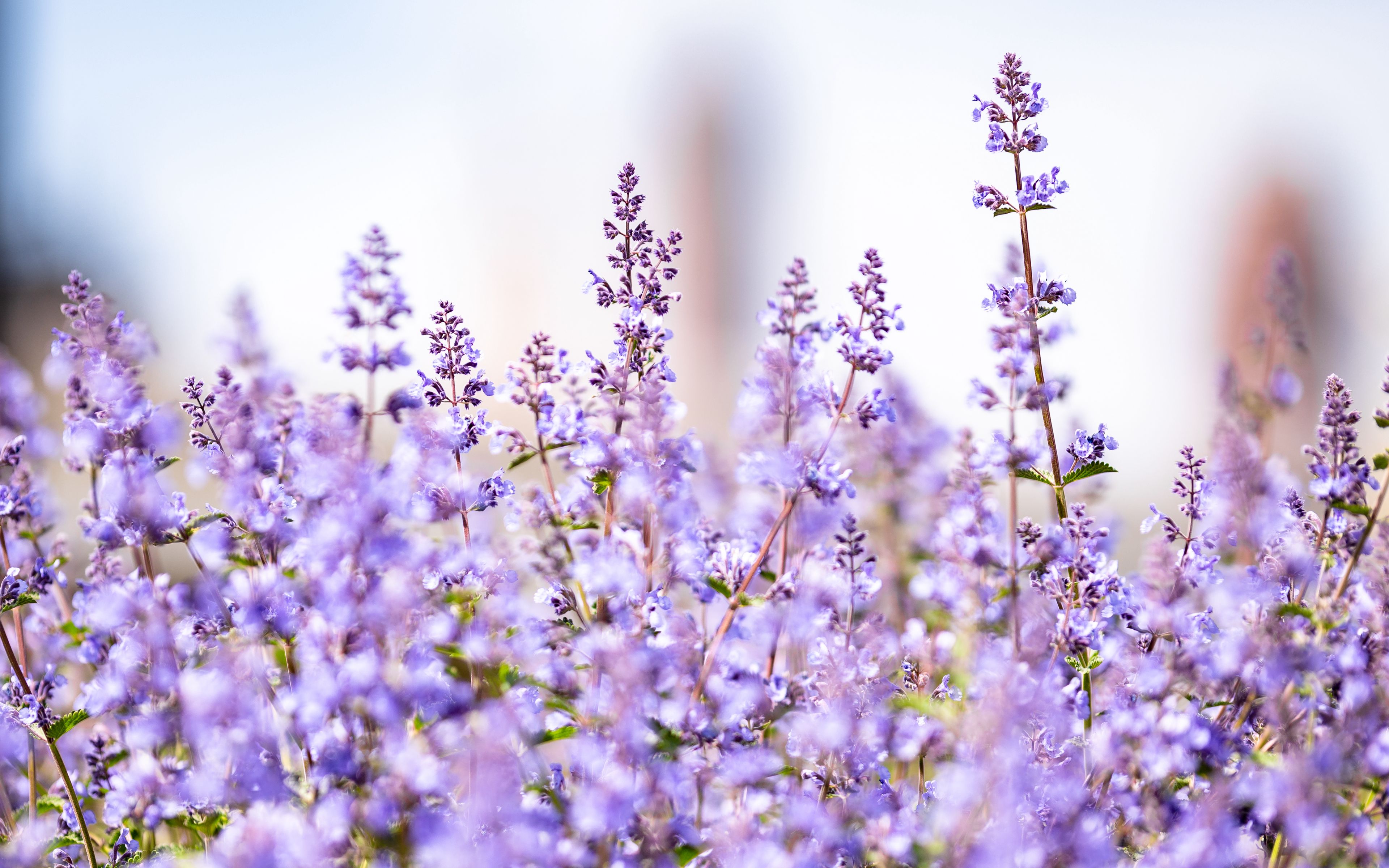 Download Wallpaper 3840x2400 Plants