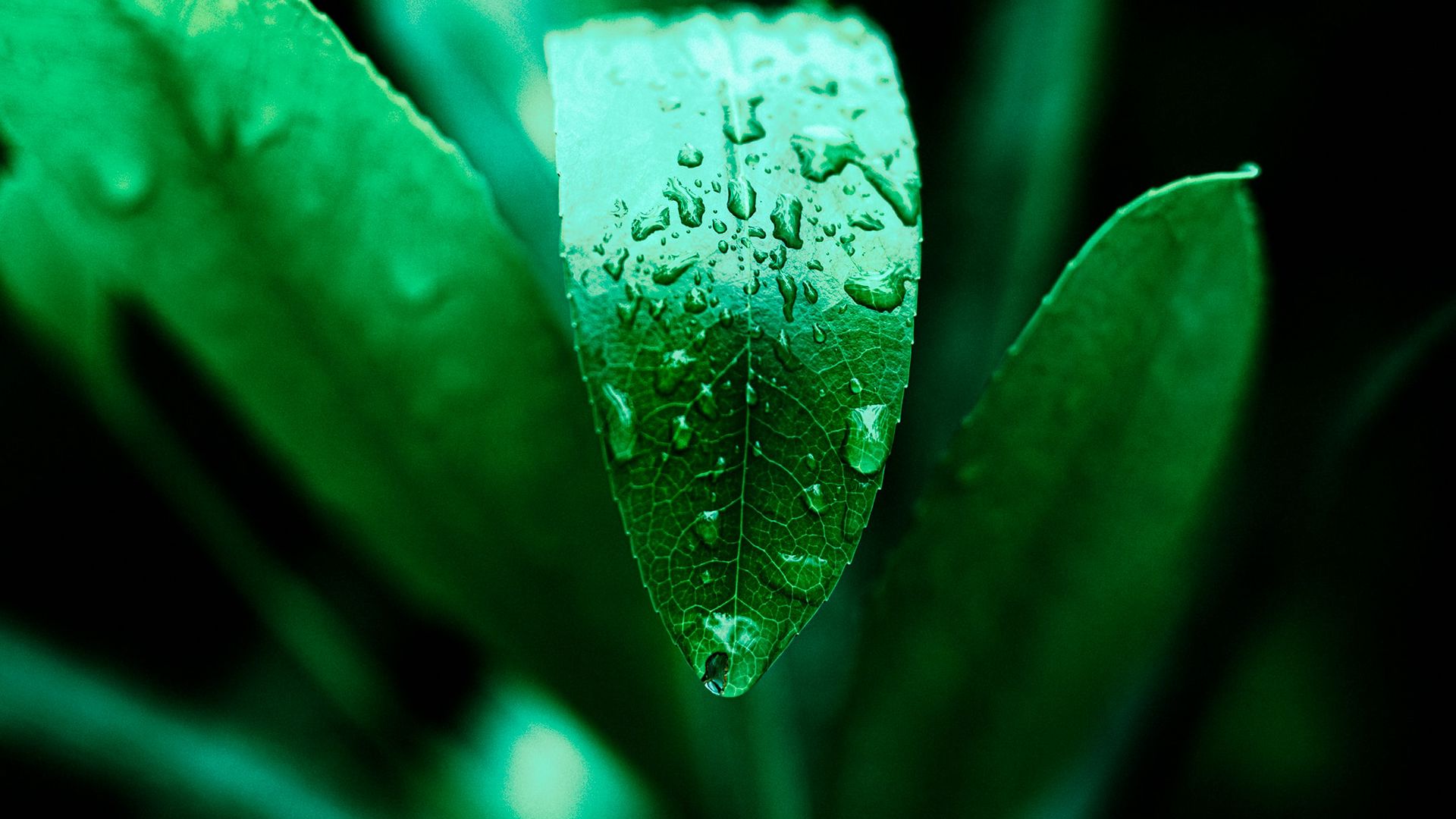Download wallpaper 1920x1080 leaf, drops, plant, green full hd, hdtv ...
