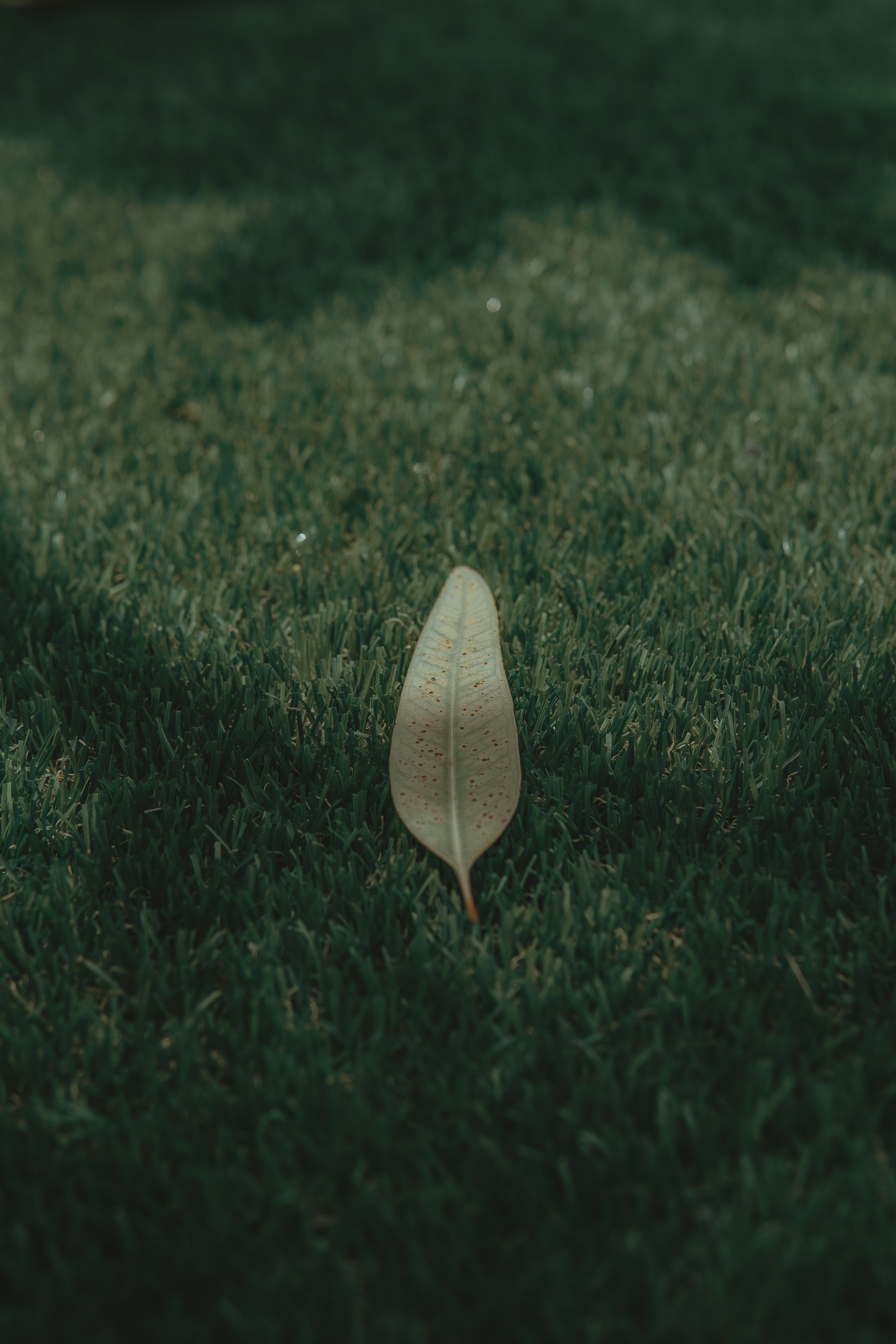 Download wallpaper 2624x3936 leaf, grass, lawn, green, macro hd background