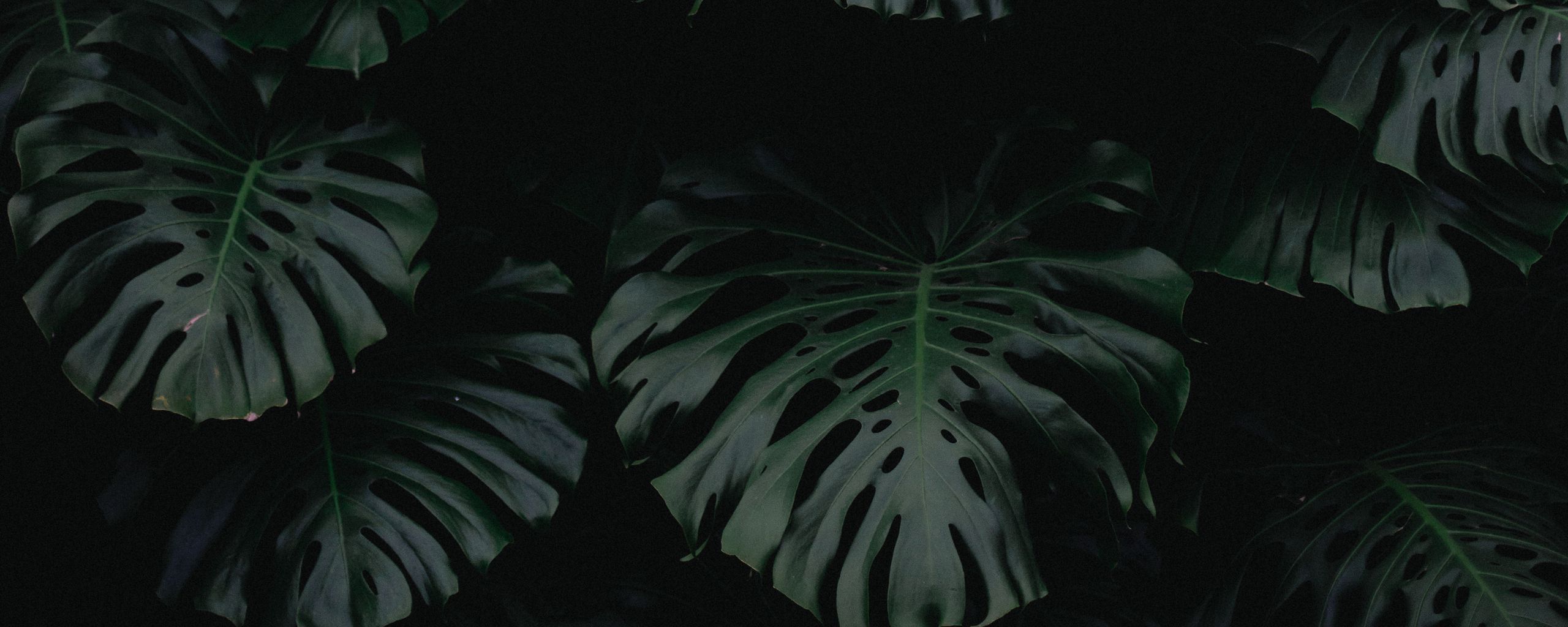 Download wallpaper 2560x1024 leaf, green, dark, plant ultrawide monitor ...