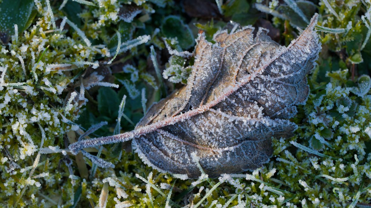 Wallpaper leaf, ice, grass, macro hd, picture, image
