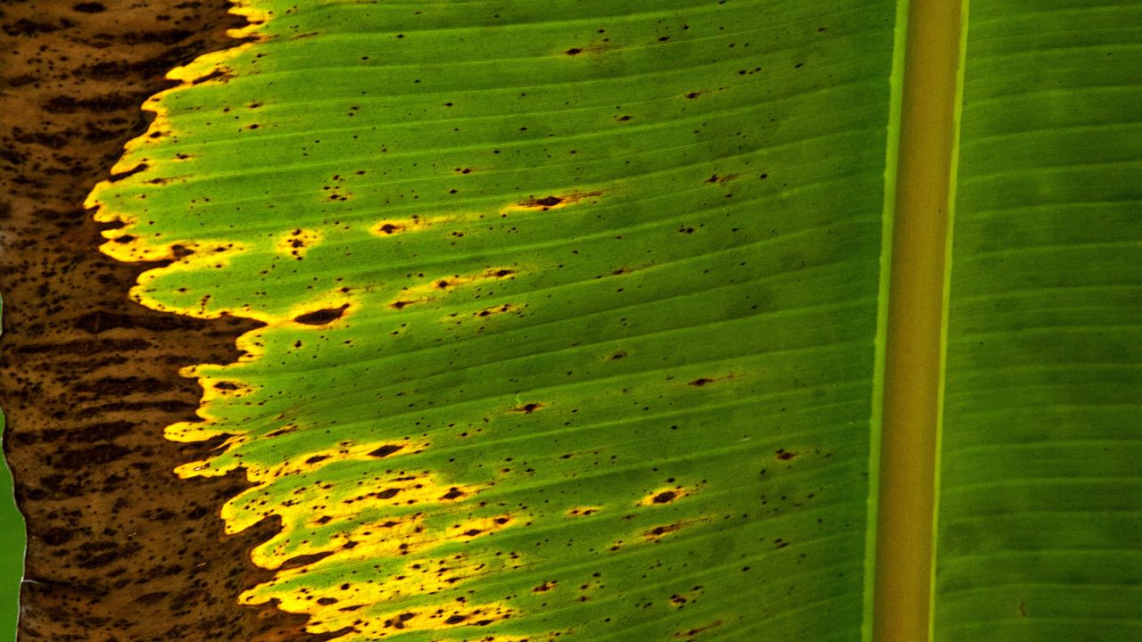 Wallpaper leaf, plant, stripes, macro hd, picture, image