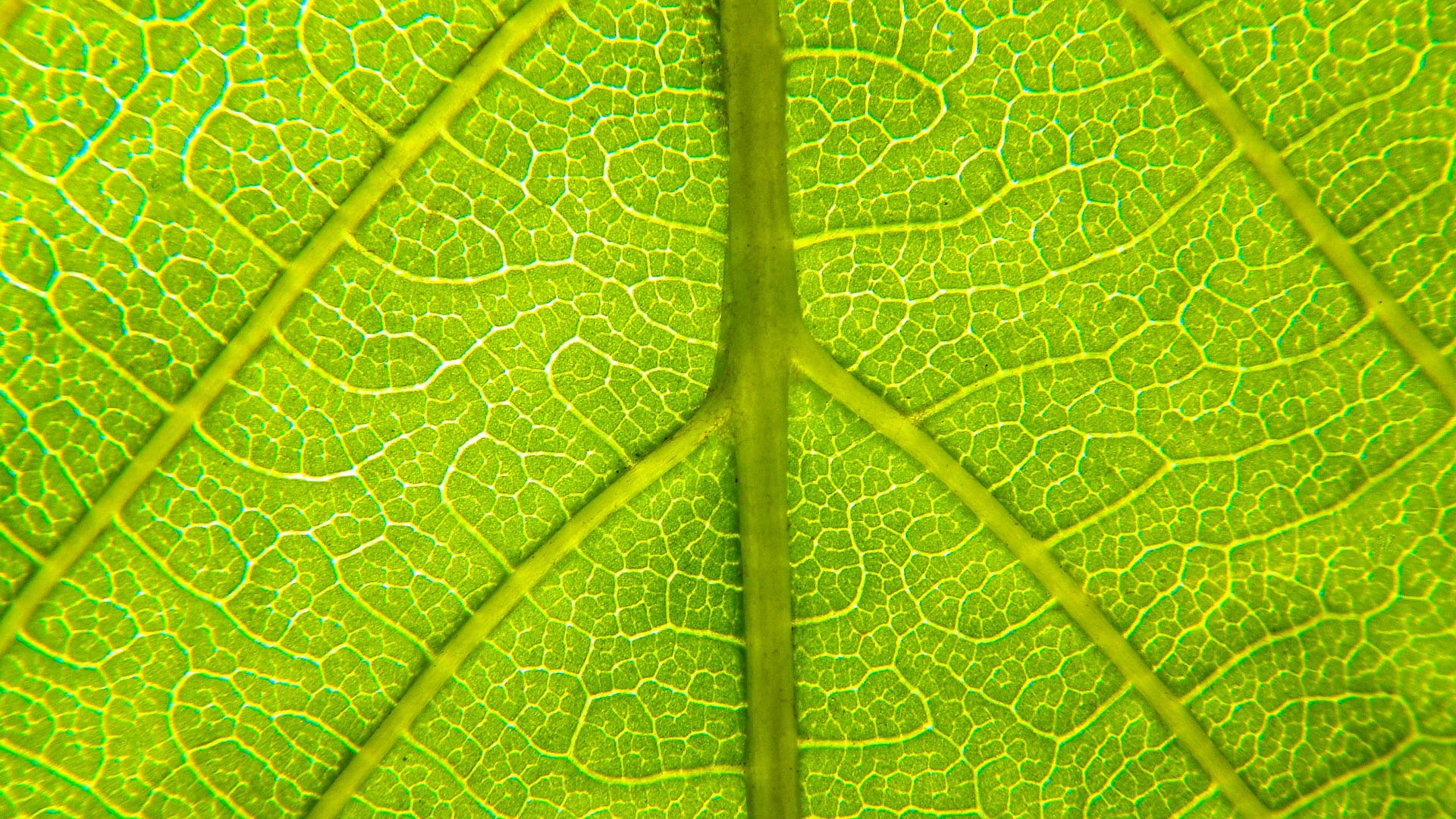 Download wallpaper 1920x1080 leaf, relief, veins, macro, green full hd ...
