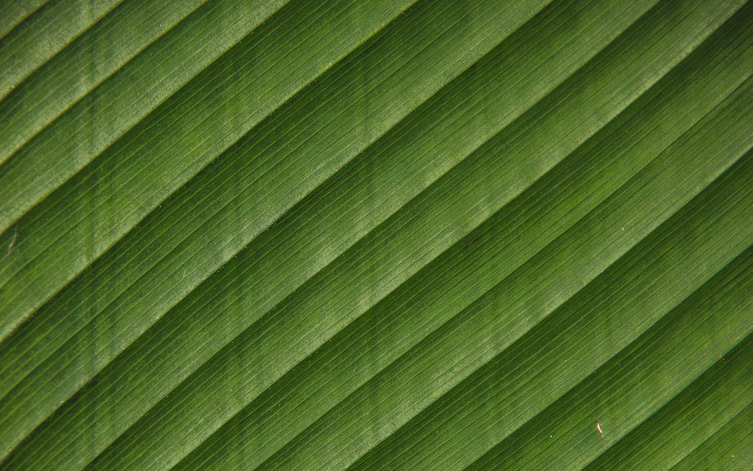 Download wallpaper 2560x1600 leaf, stripes, surface, texture, green ...