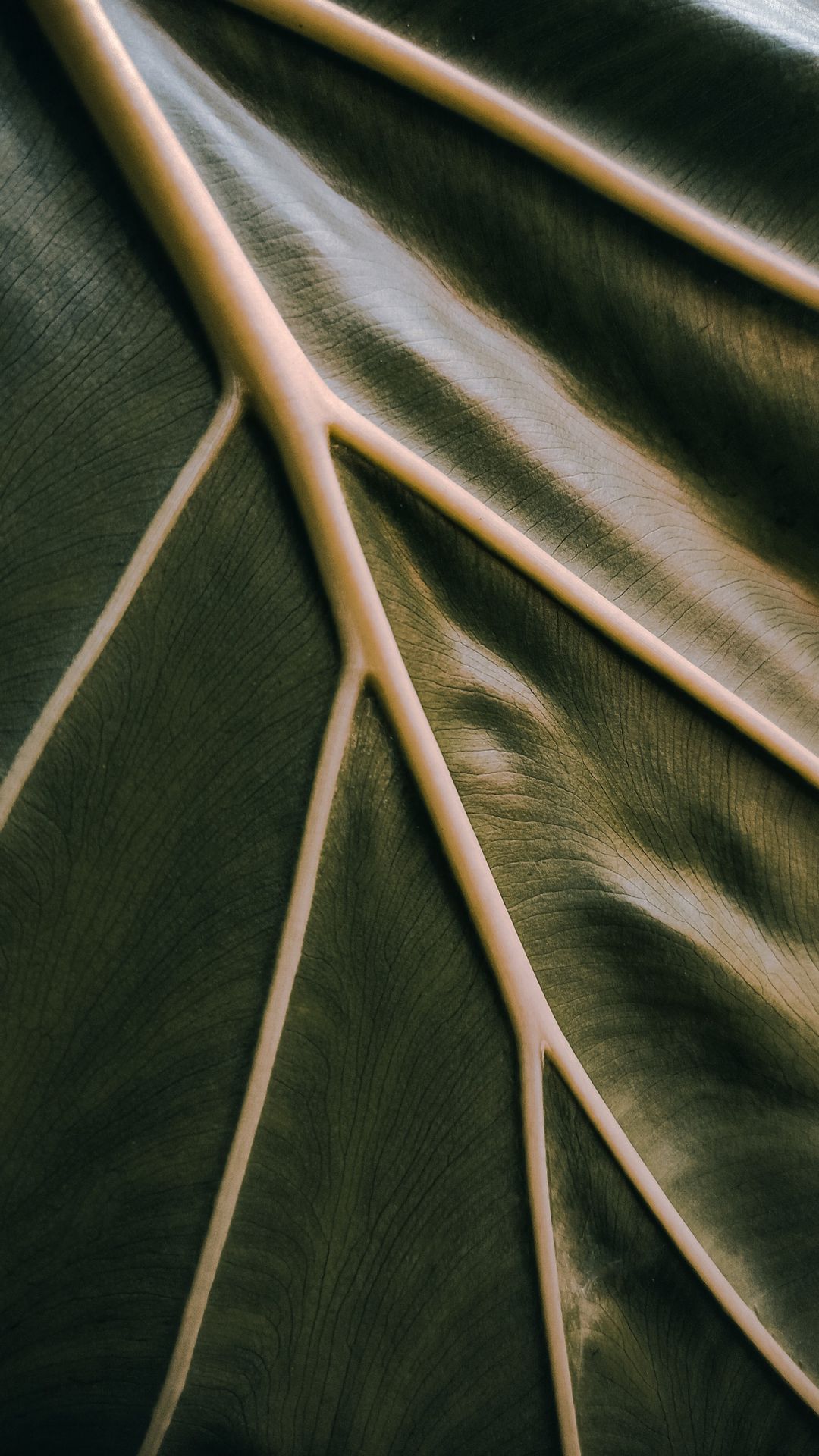 Download wallpaper 1080x1920 leaf, veins, green, relief, macro samsung ...