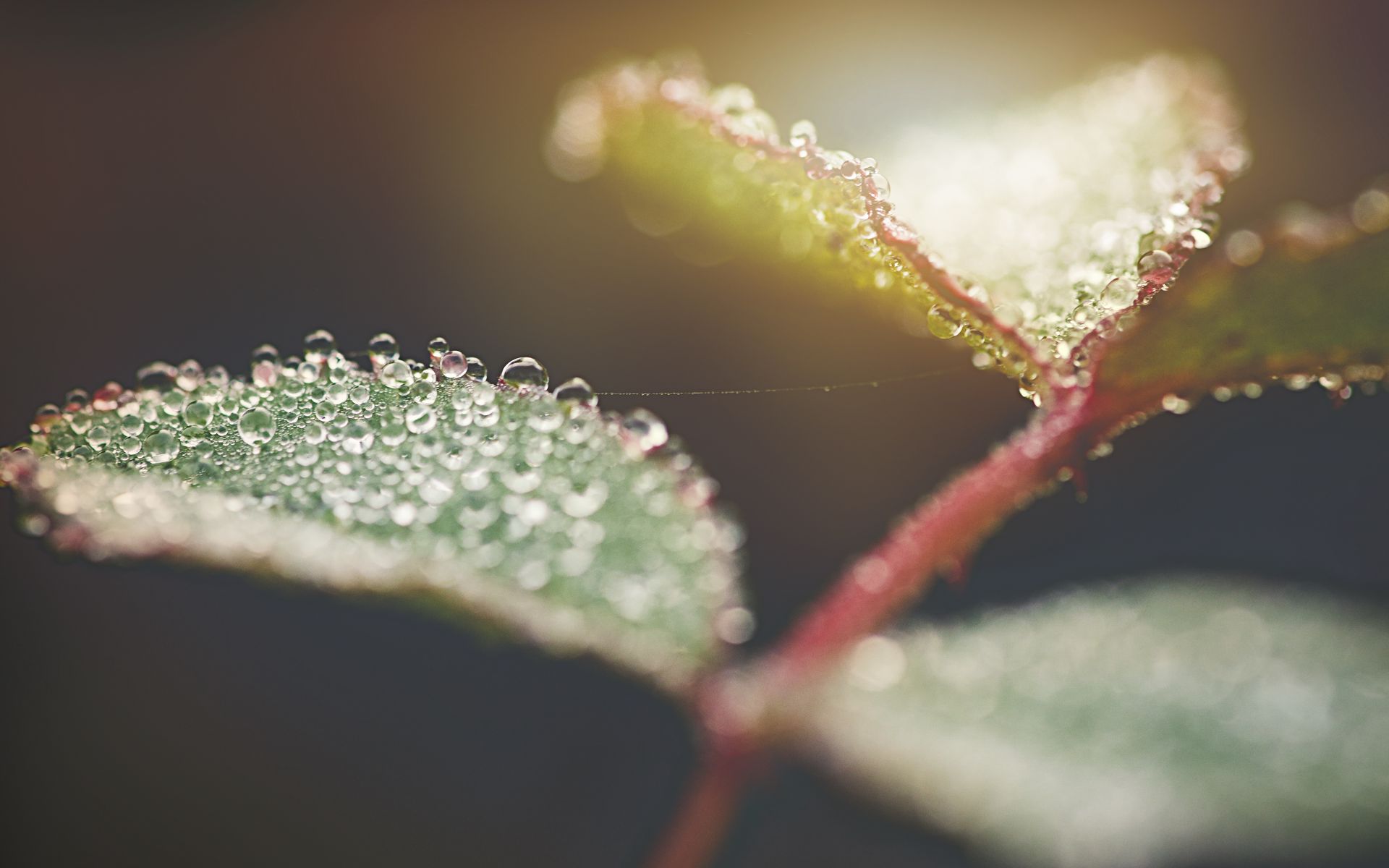 Download wallpaper 1920x1200 leaf, water, drops, macro, blur widescreen 16:10 hd background