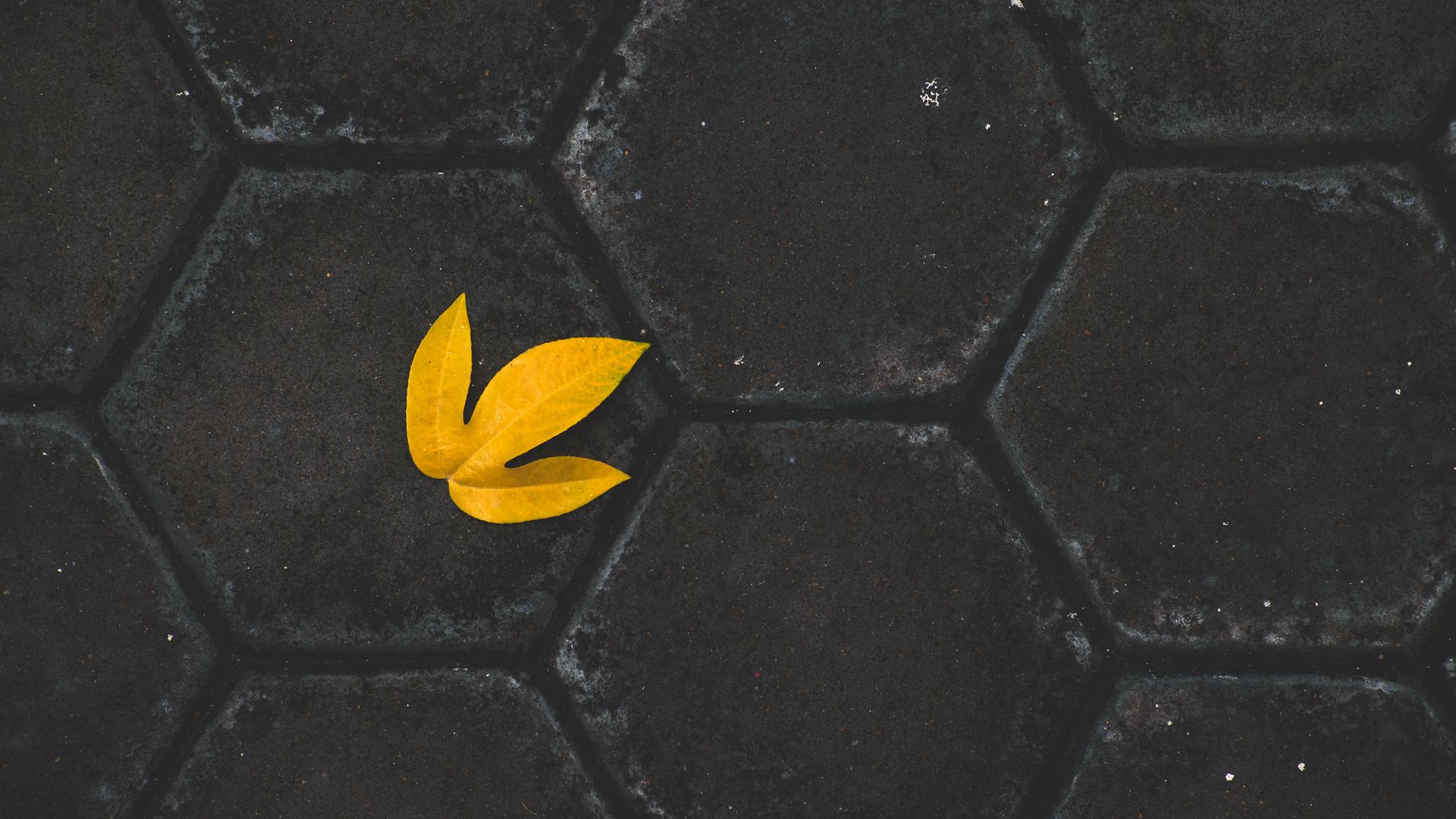 Download wallpaper 1920x1080 leaf, yellow, paving slabs, stone full hd ...