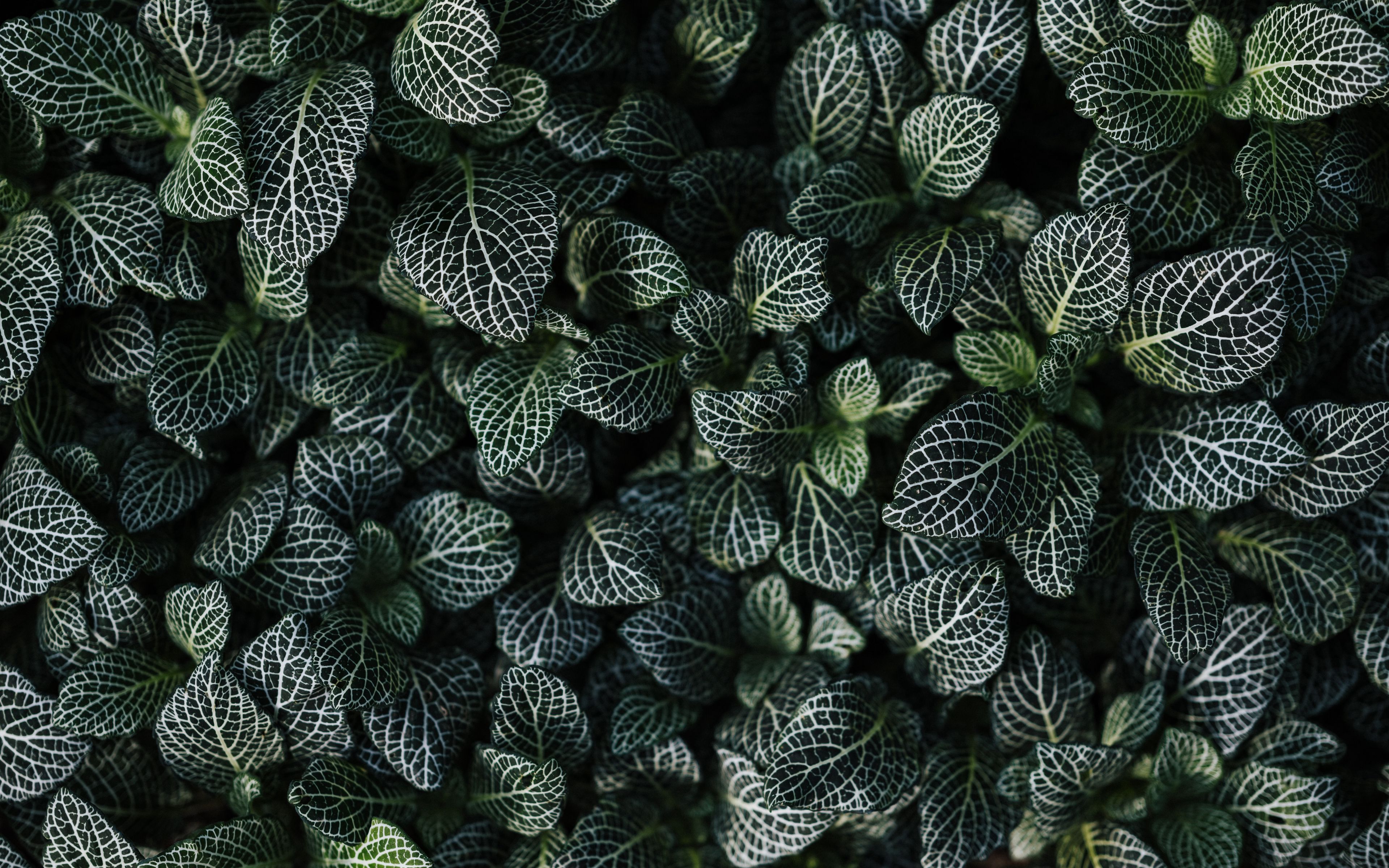 Download wallpaper 3840x2400 leaves, aerial view, green 4k ultra hd 16: ...