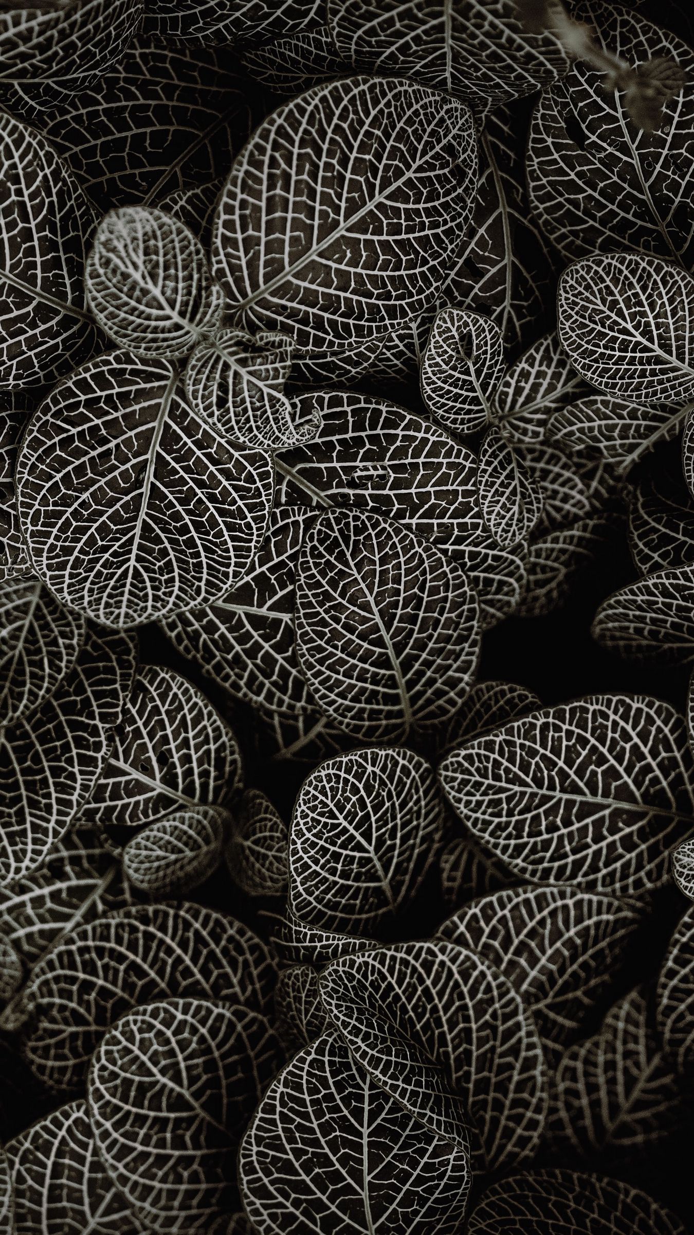 Download wallpaper 1350x2400 leaves, aerial view, green, bush iphone 8 ...
