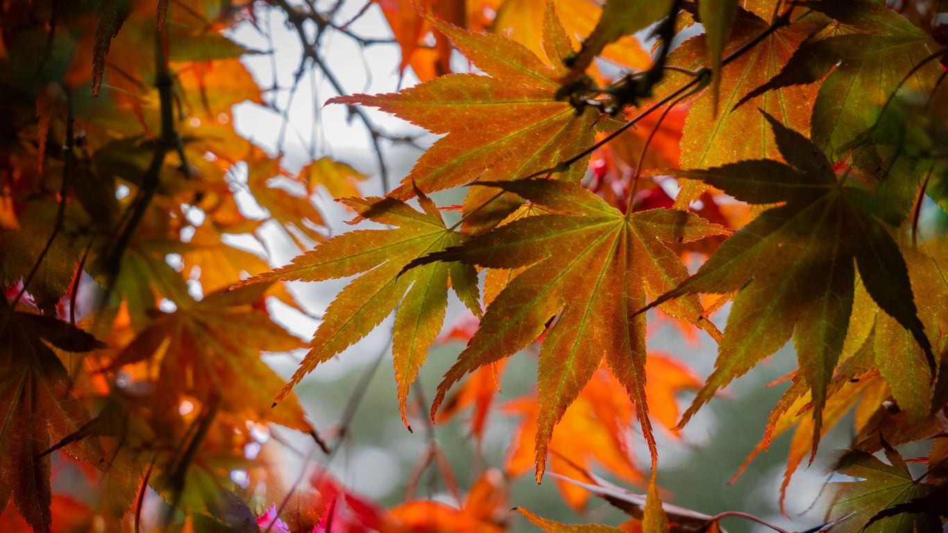 Download wallpaper 1366x768 leaves, autumn, trees, branches tablet ...