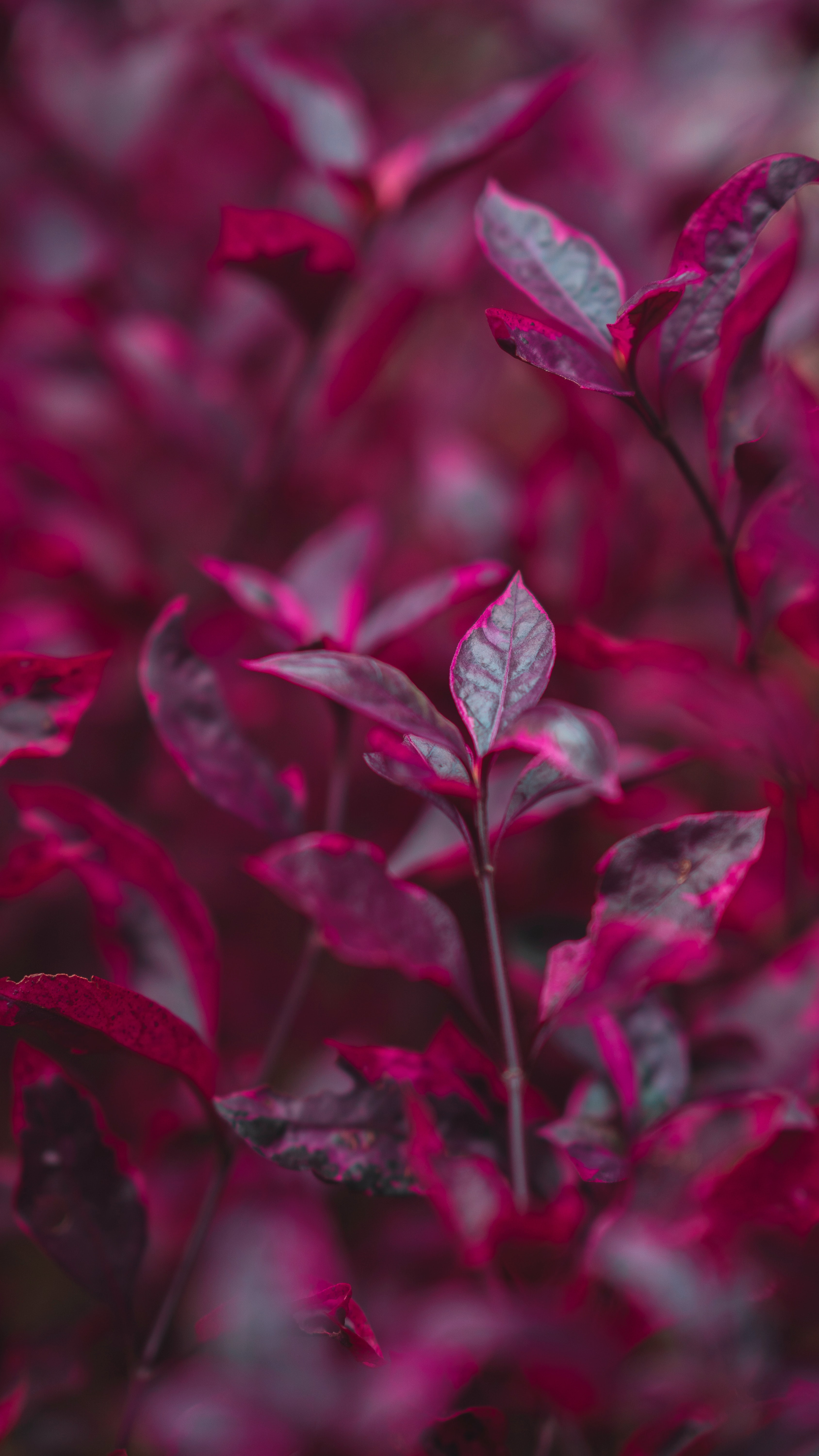 Download wallpaper 3376x6000 leaves, branch, bush, red hd background