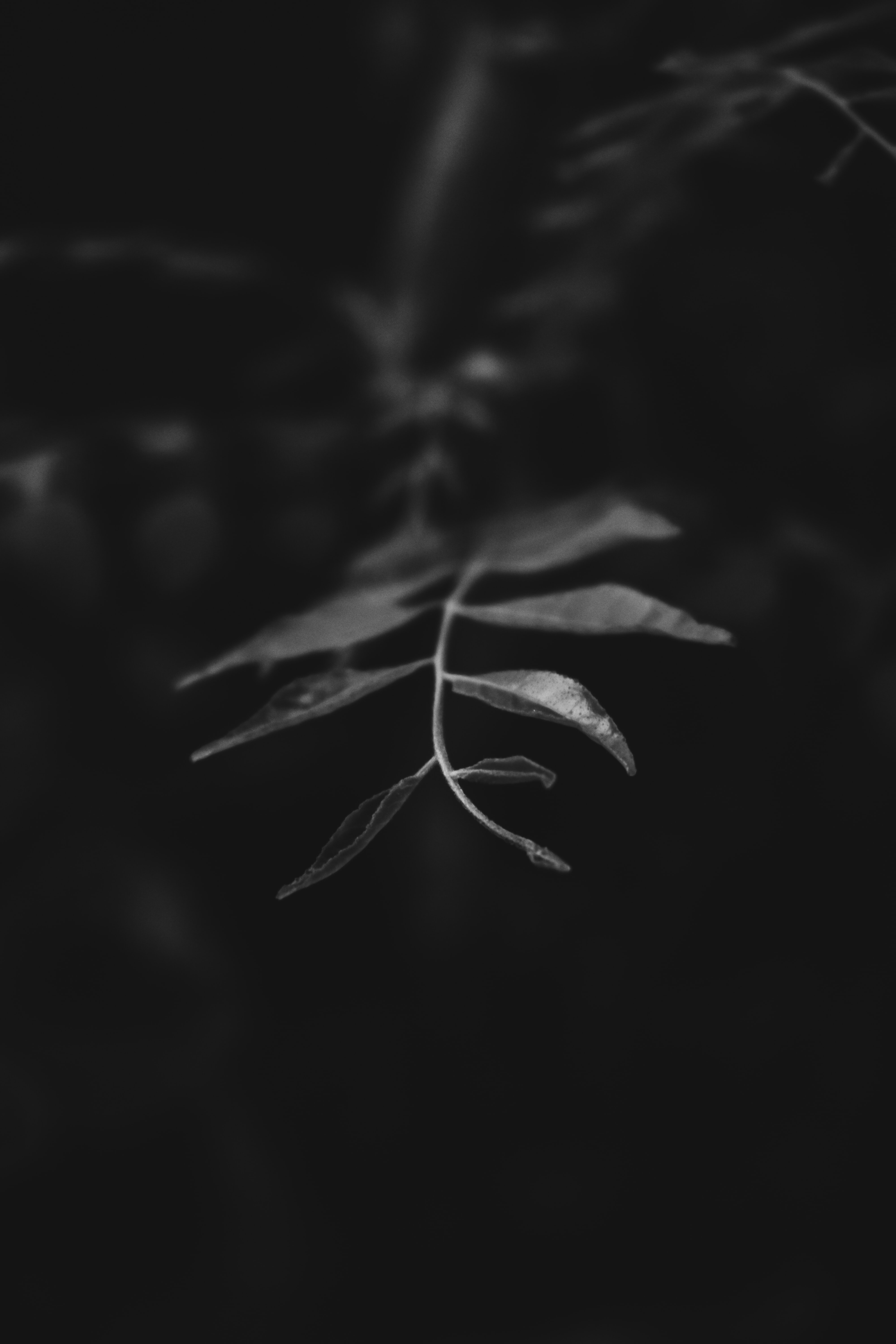 Download wallpaper 4000x6000 leaves, branch, bw, macro hd background