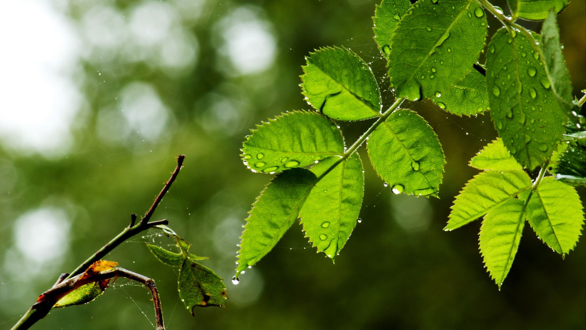Download wallpaper 1920x1080 leaves, branch, drops, rain, web, macro ...