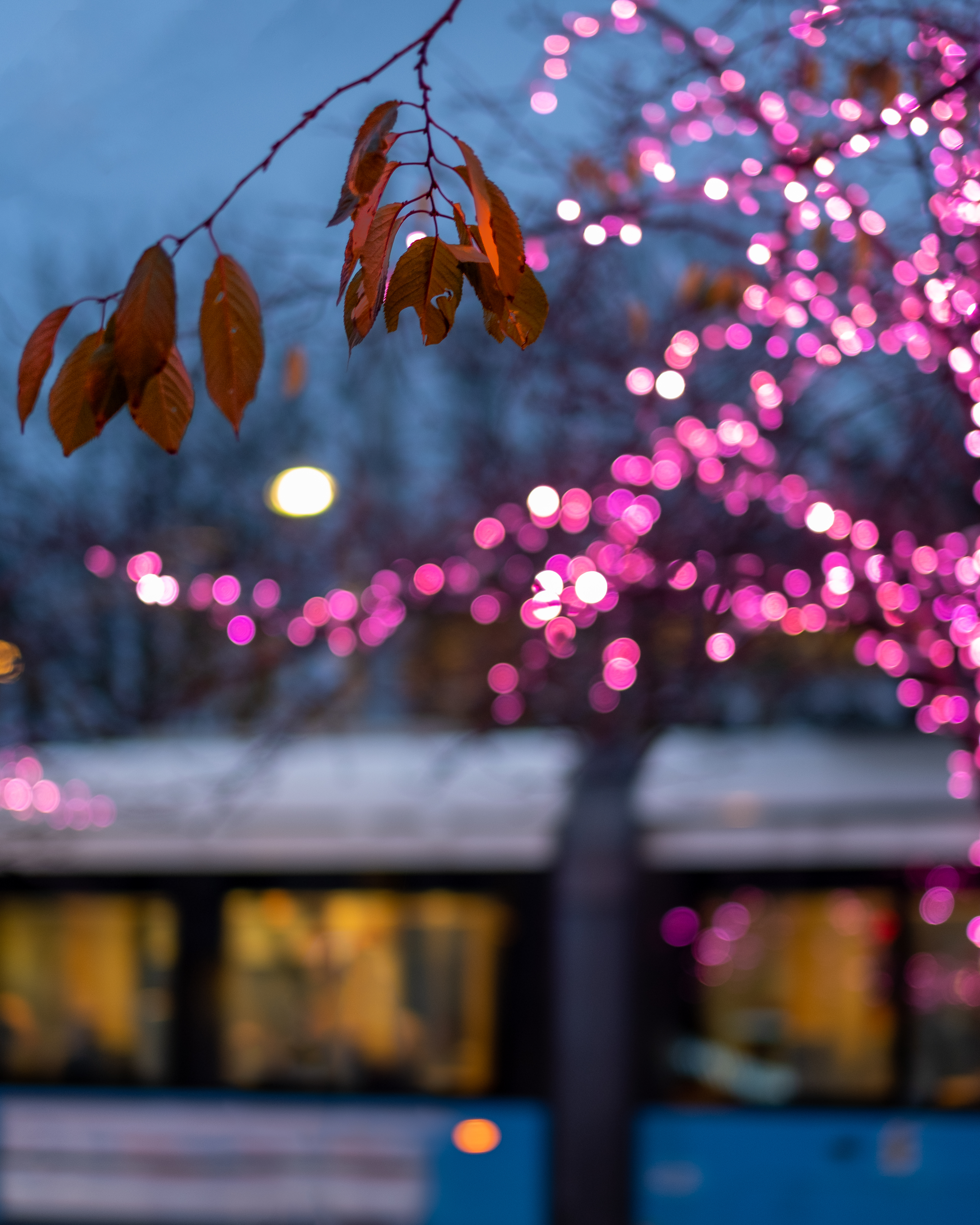Download wallpaper 4000x5000 leaves, branch, garland, blur hd background