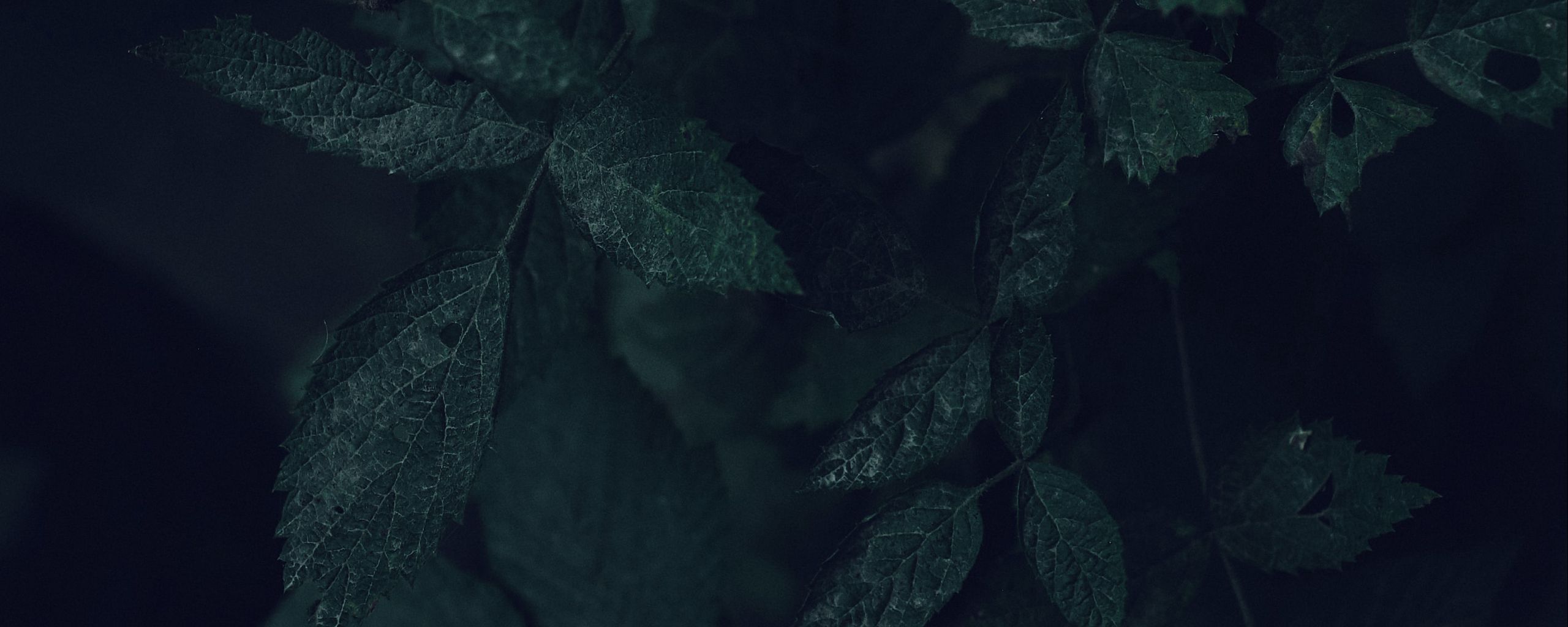 Download wallpaper 2560x1024 leaves, branches, bush, plant, veins ...