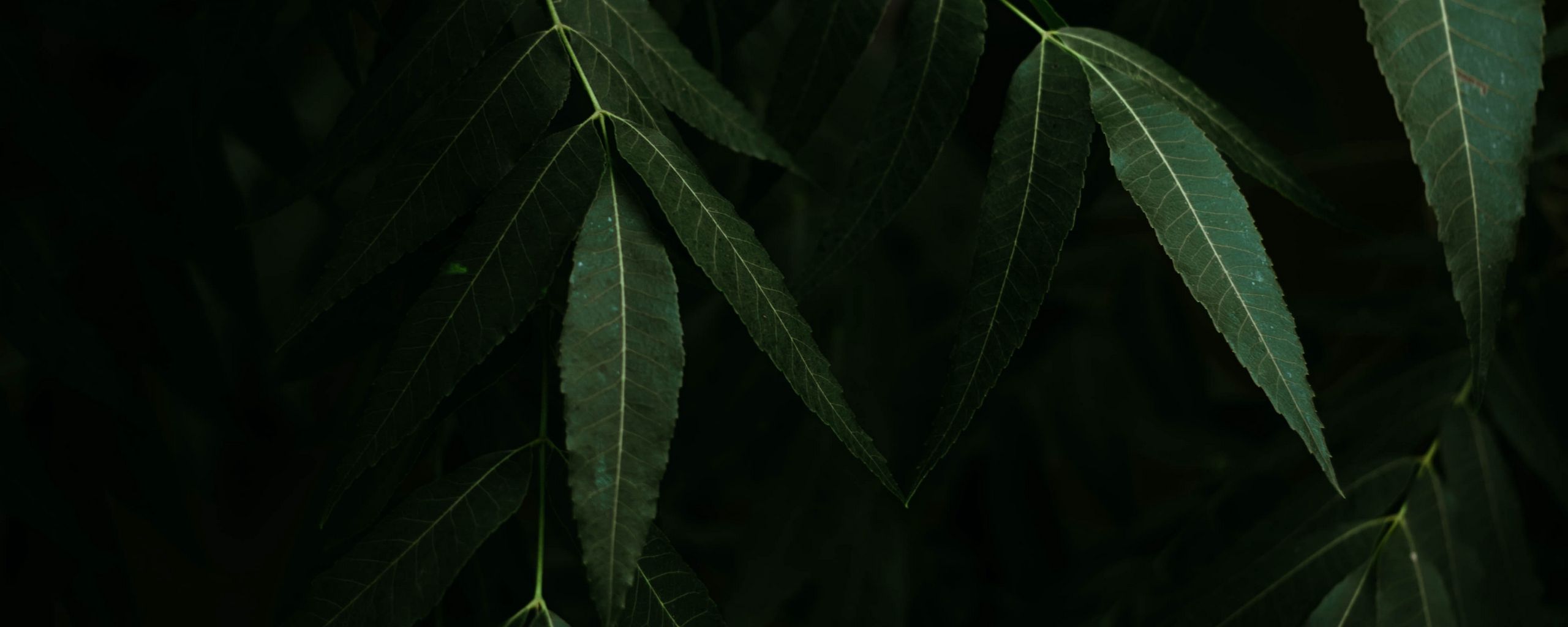 Download wallpaper 2560x1024 leaves, branches, bushes, plant, dark ...