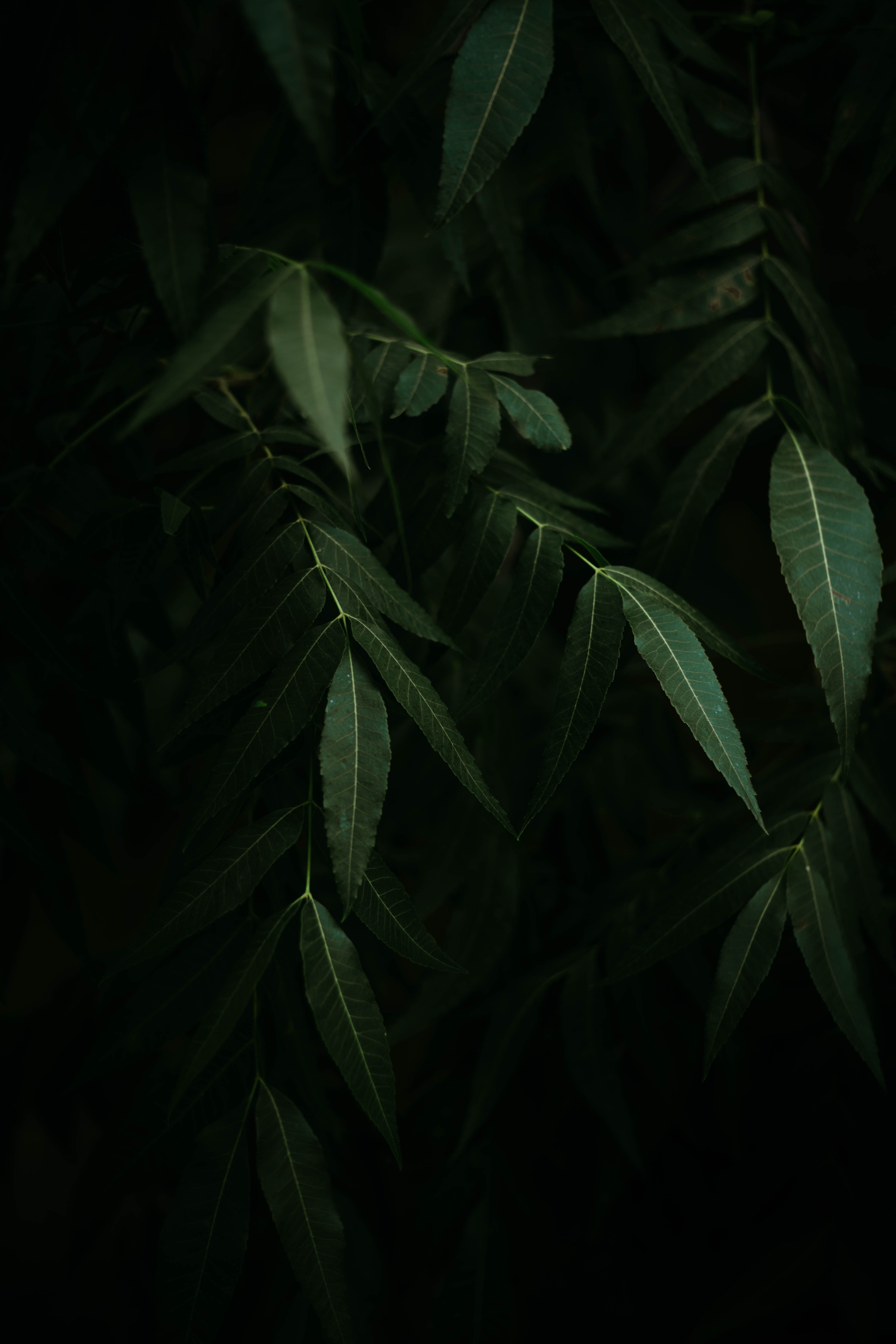 Download wallpaper 4160x6240 leaves, branches, bushes, plant, dark hd ...