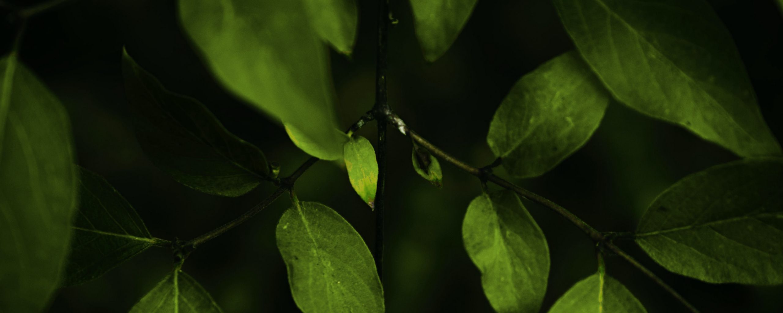 Download wallpaper 2560x1024 leaves, branches, dark, plant, macro ...